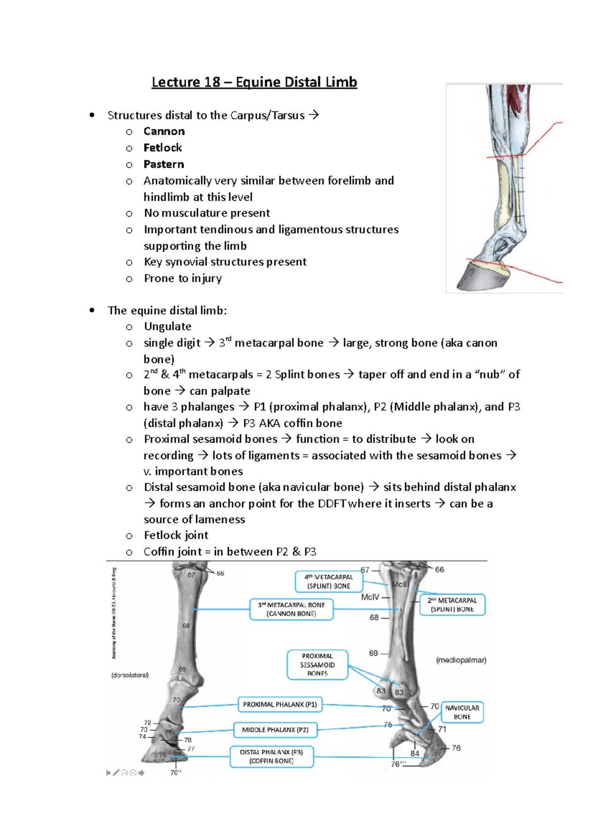 Lecture 18: Detailed Study of the Equine Distal Limb Structures - Studocu