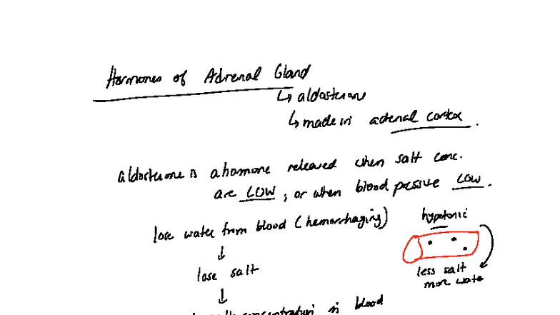 Endocrine System Notes: Hormones of the Adrenal Gland (Dec 2025) - Studocu
