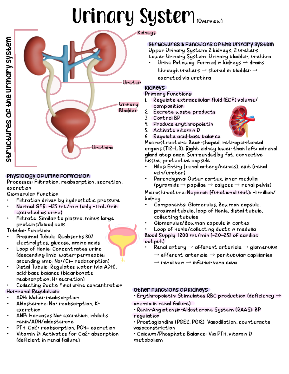 Urinary Med Surg Notes - Exam 4 Study Guide - Studocu