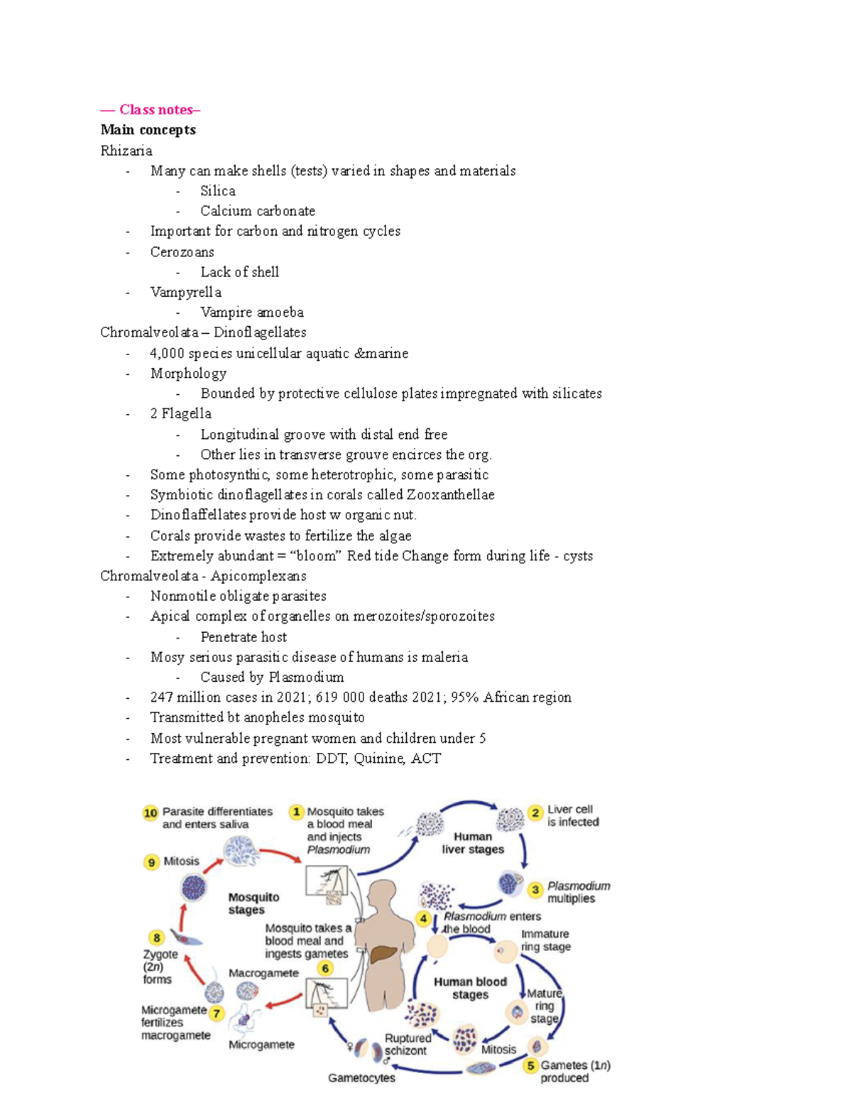 Biology 2 - Notes - — Class notes– Main concepts Rhizaria - Many can ...