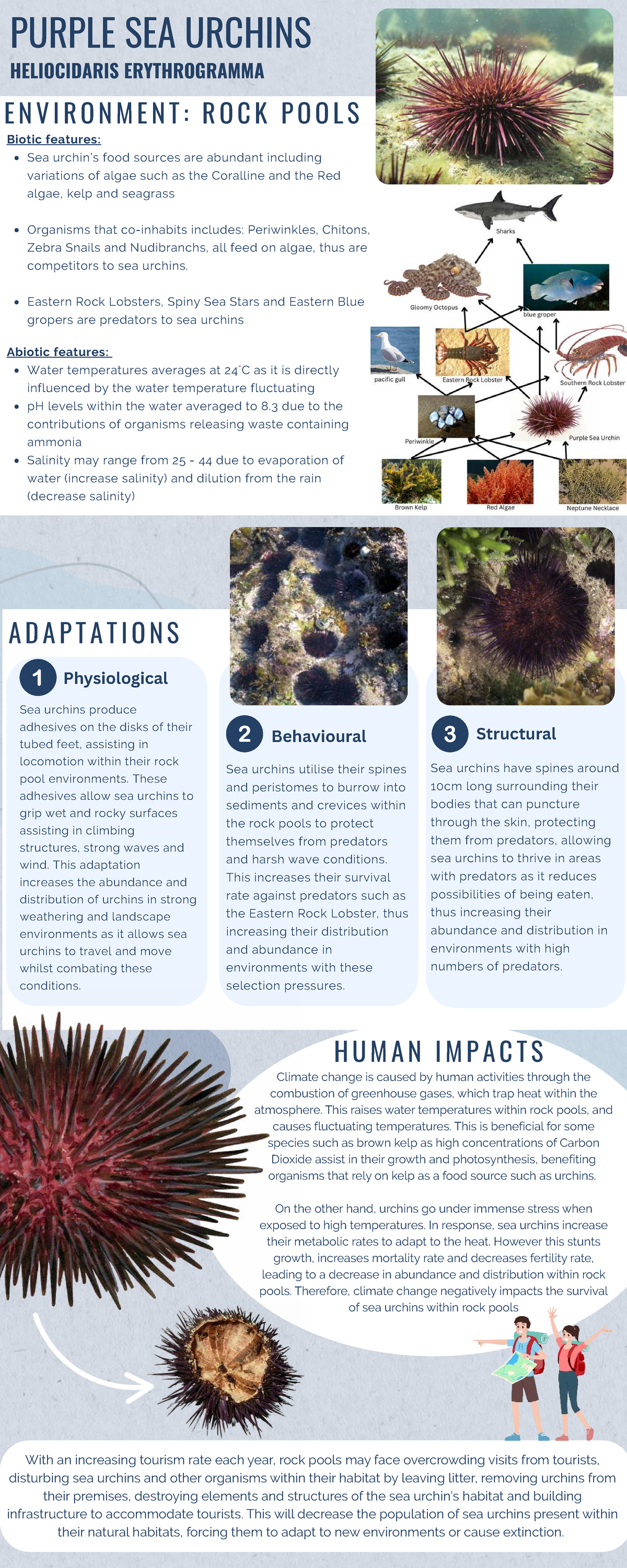 Biology of Purple Sea Urchins (HELIODICARIS ERYTHROGRAMMA) in Rock ...
