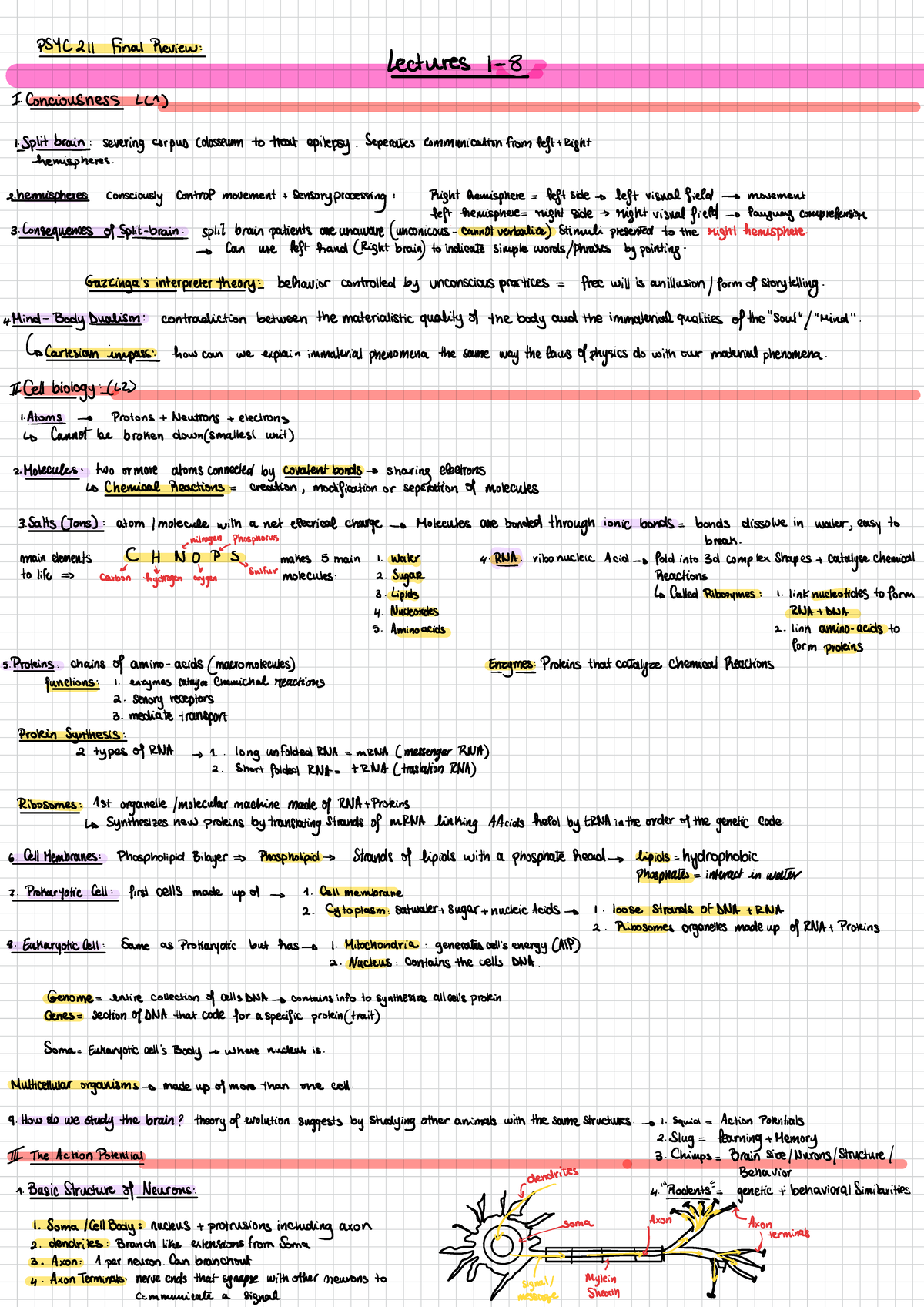 PSYC 211 - notes - PSYC 211 Final Review : Lectures1- F. Conciousness ...
