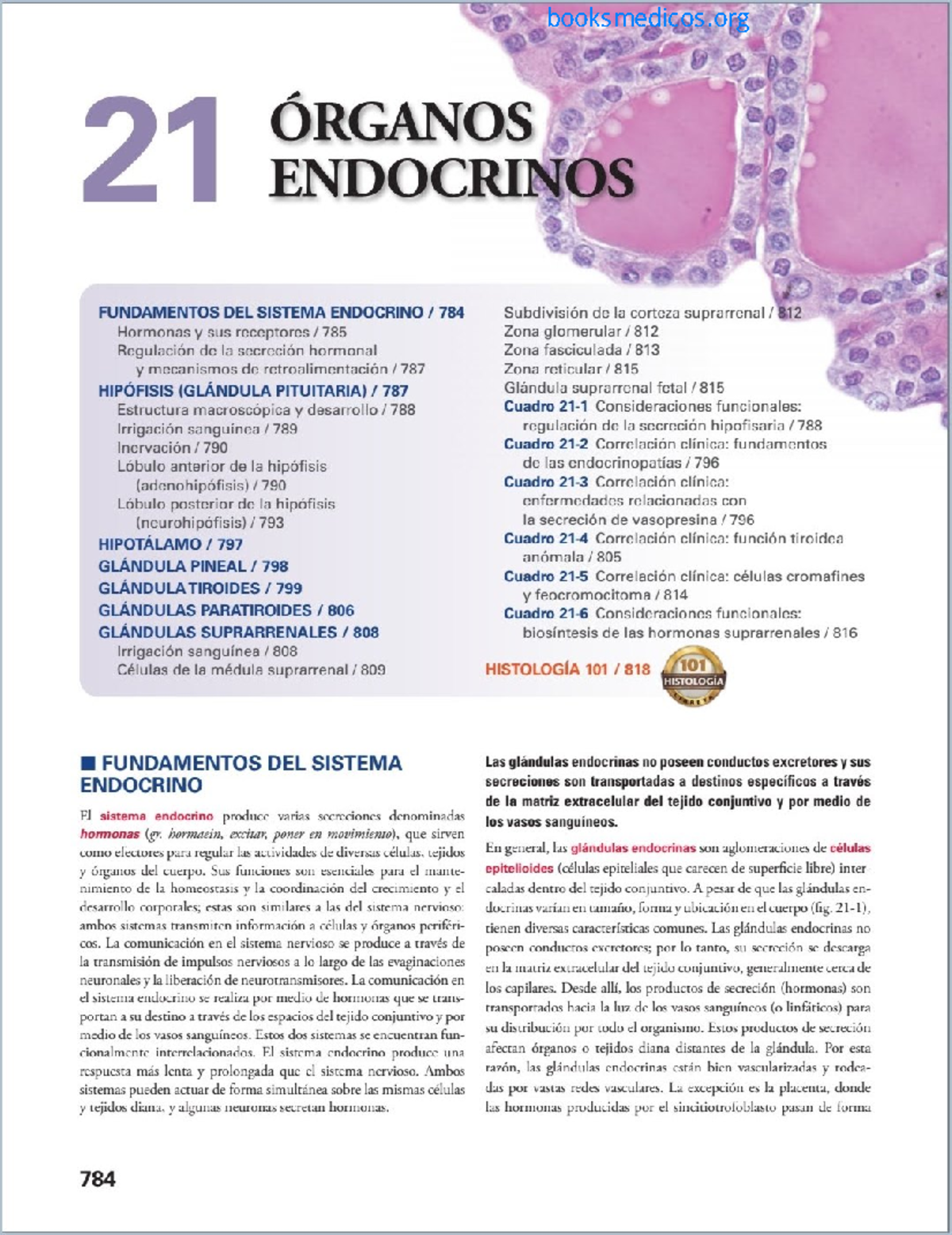 21 ÓRGANOS ENDOCRINOS: FUNDAMENTOS Y FUNCIONES DEL SISTEMA ENDOCRINO ...