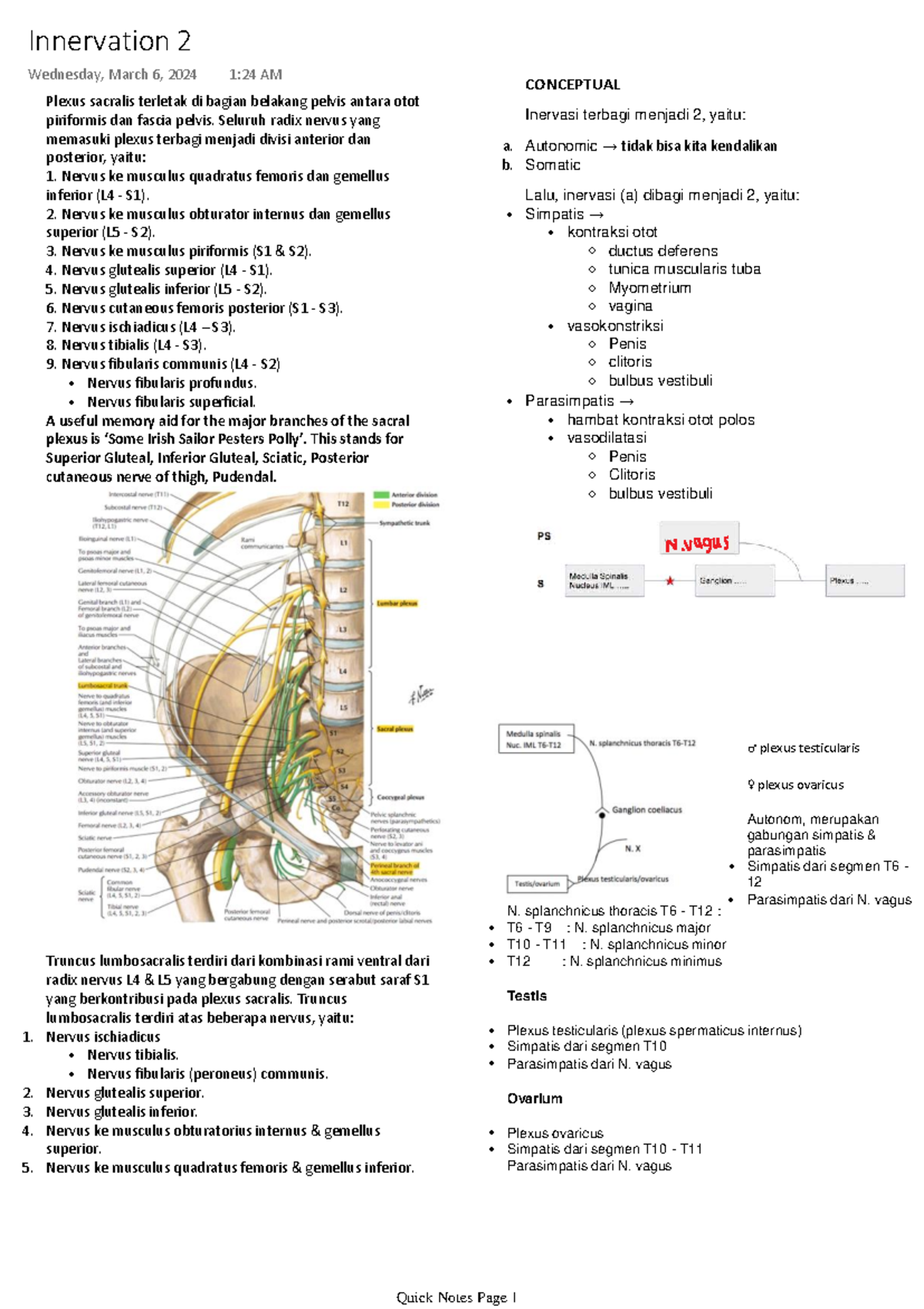 Plexus Sacralis & Inervasi: Quick Notes for Anatomy 101 - Studocu
