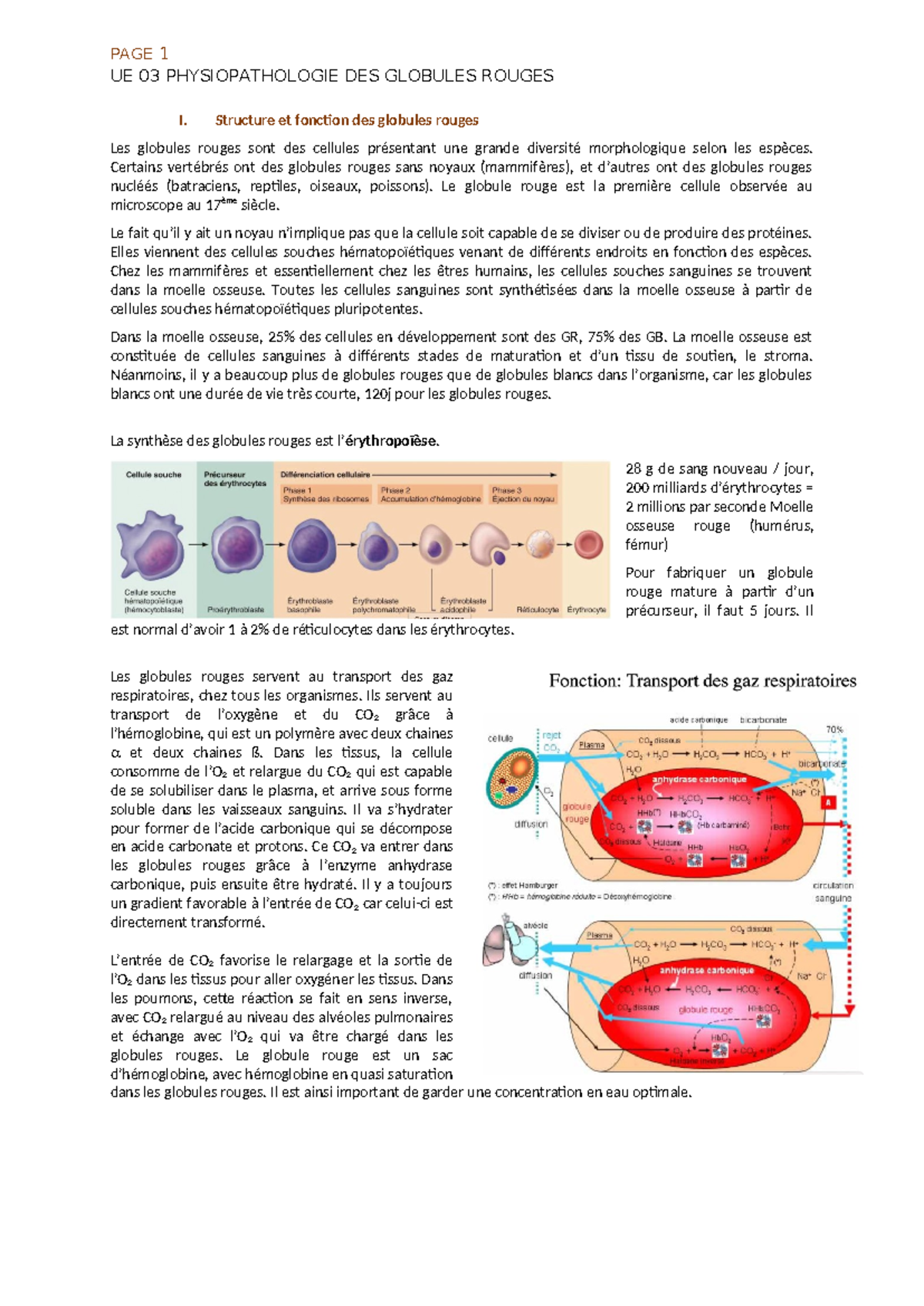 Physiopathologie des Globules Rouges - UE 03 - Thèmes et Concepts Clés ...