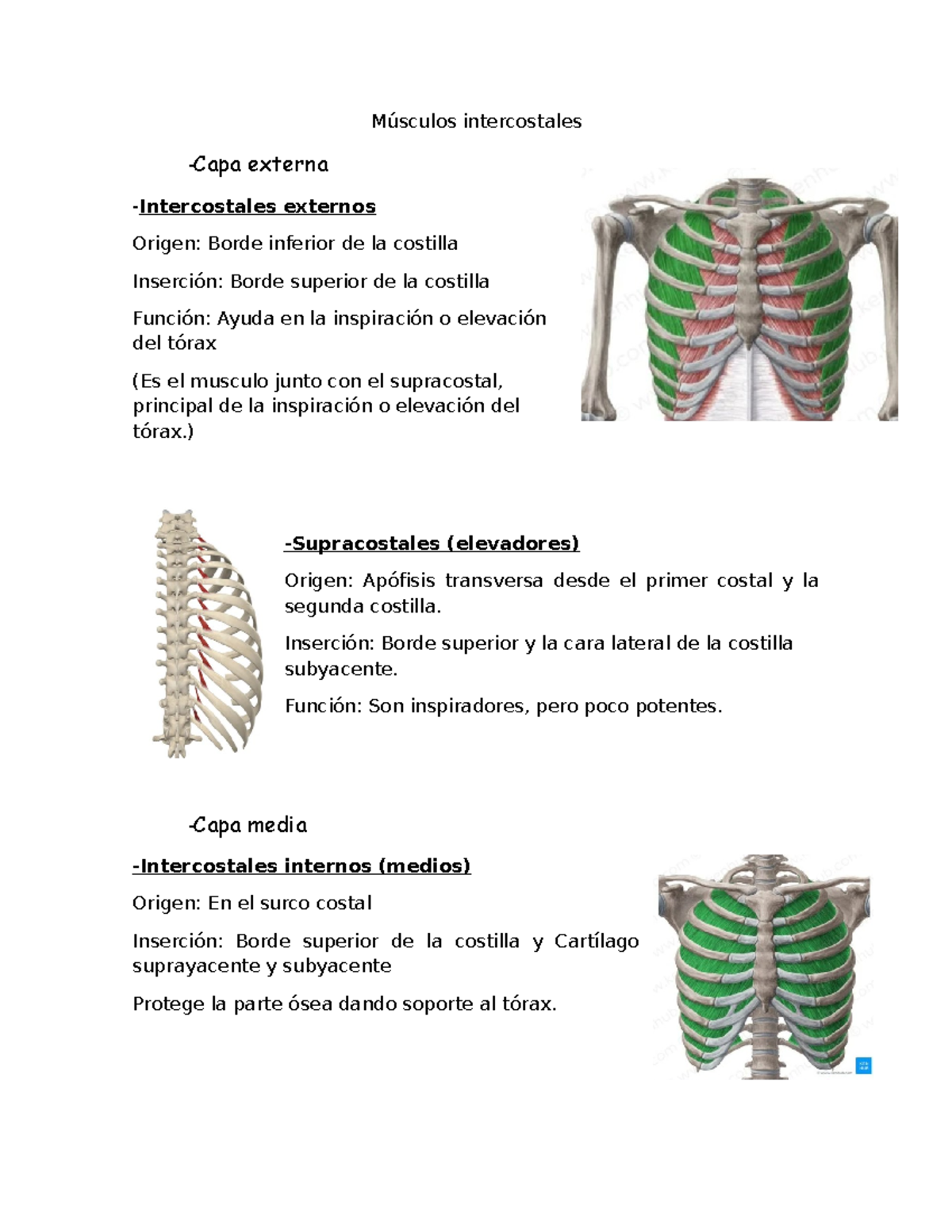 Músculos Intercostales: Anatomía y Funciones Principales - Studocu