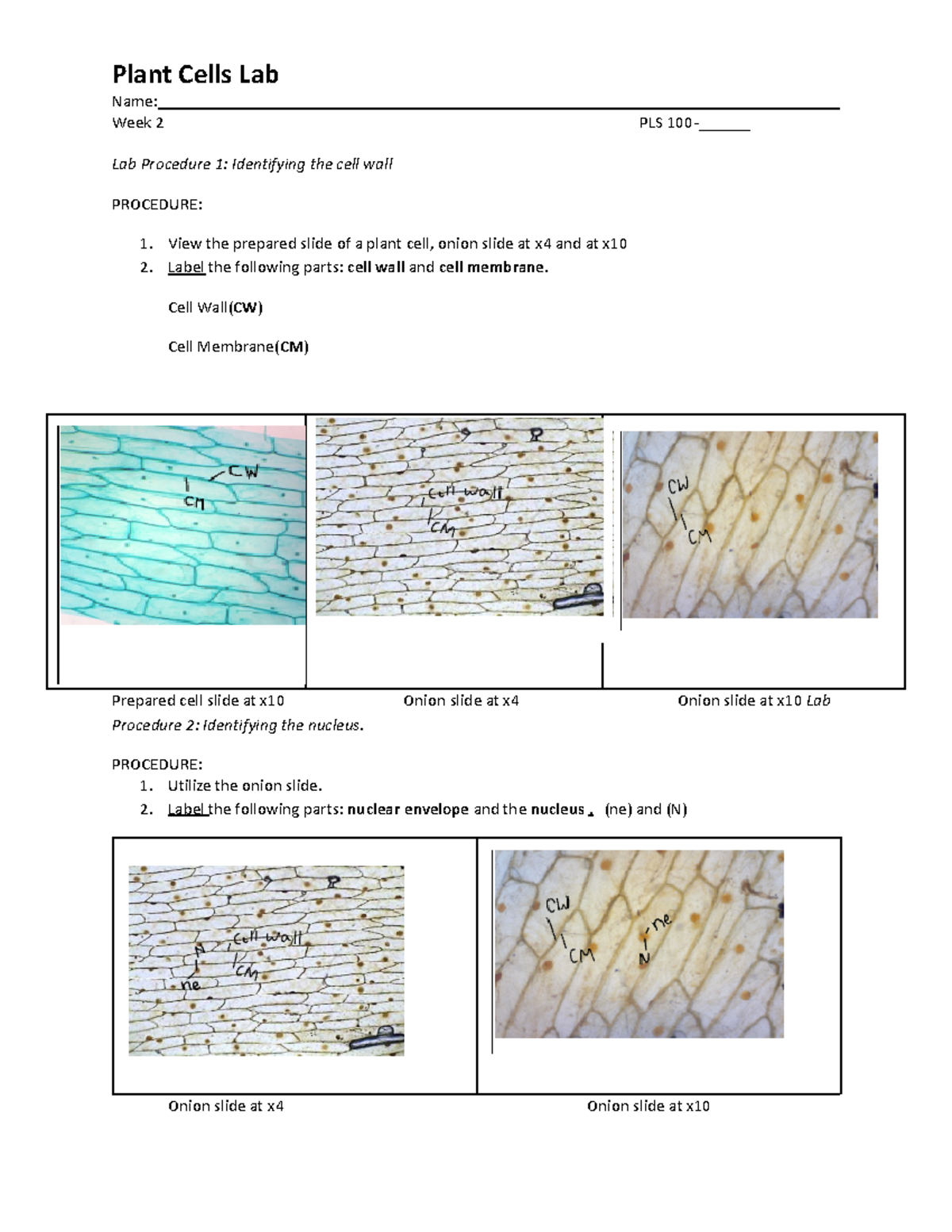 PLS 100 Week 2 Plant Cells Lab Assignment Procedures and Observations ...