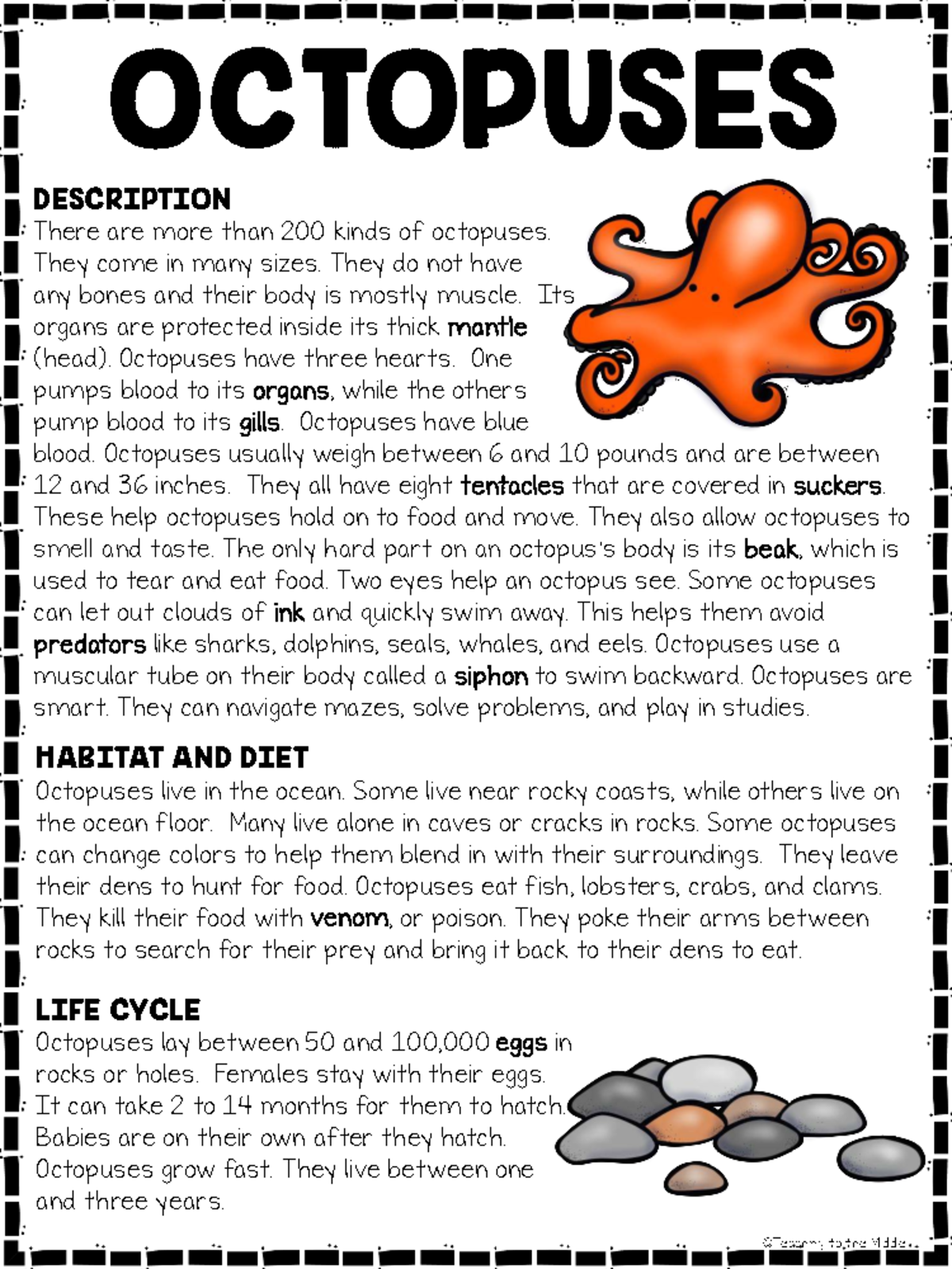HW4: Octopuses - Description, Habitat, Diet, and Life Cycle (24/25 ...