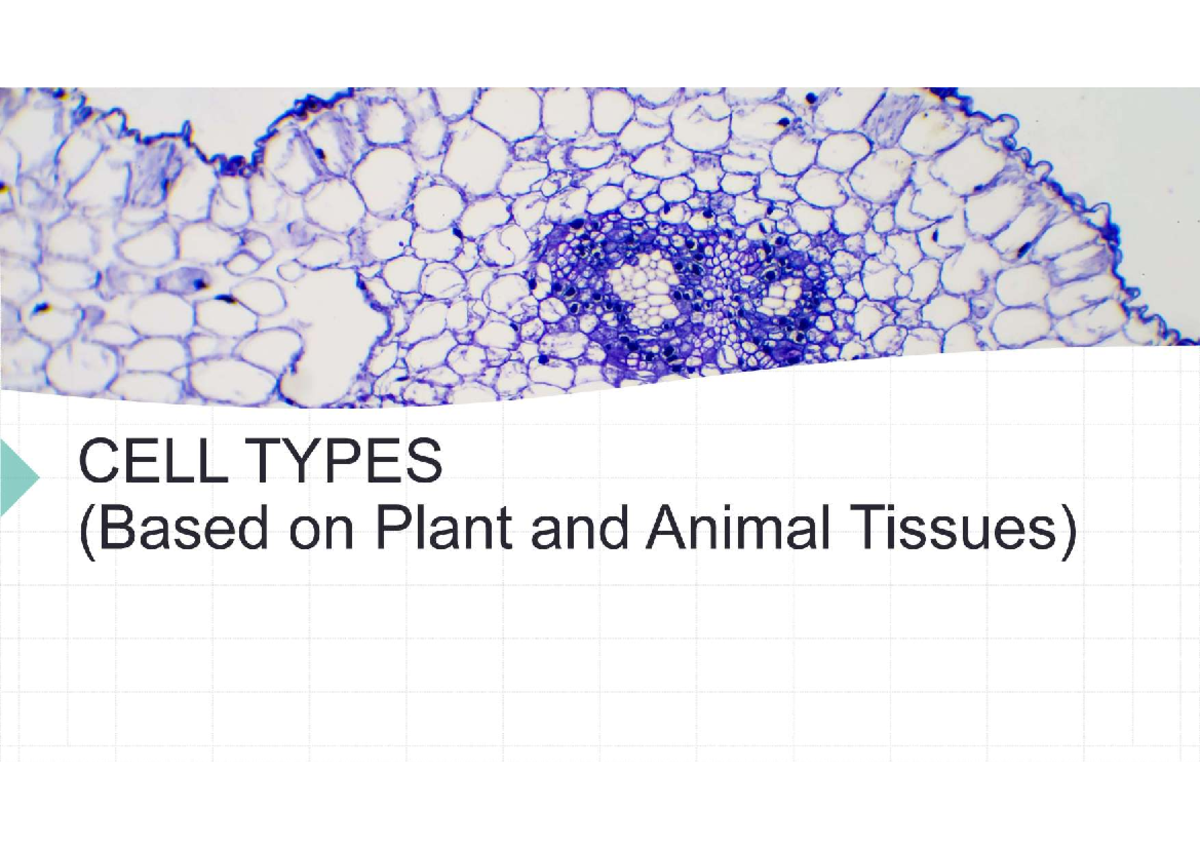 CELL TYPES IN PLANTS AND ANIMALS: A COMPREHENSIVE GUIDE - Studocu