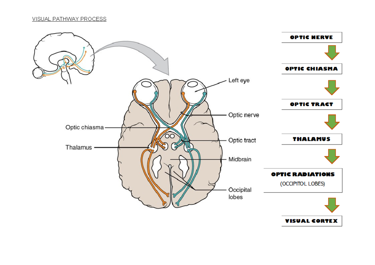 Visual Pathways - PSYC5121 - VISUAL PATHWAY PROCESS OPTIC NERVE OPTIC ...