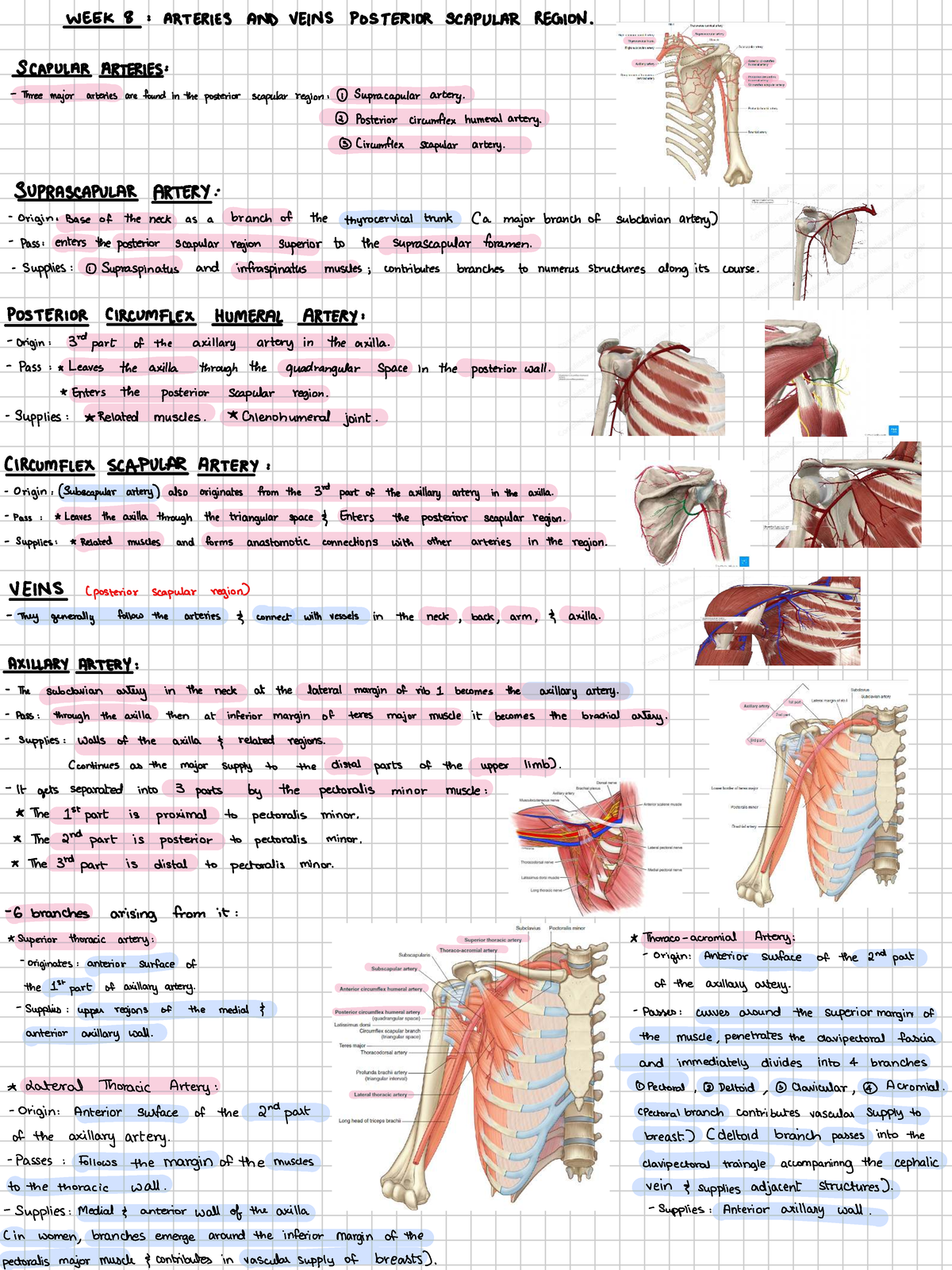 W8: Blood Supply of the Posterior Scapular Region - Arteries & Veins ...