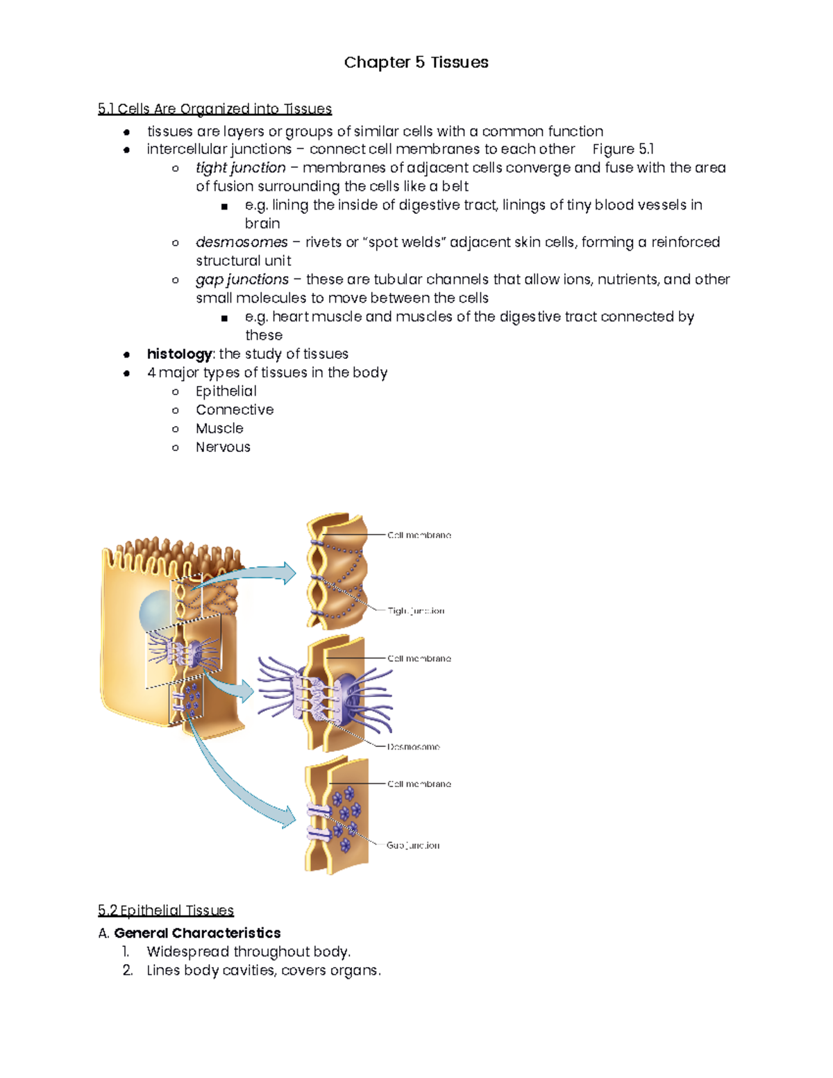 Chapter 5: Overview of Tissues in Human Anatomy & Physiology - Studocu