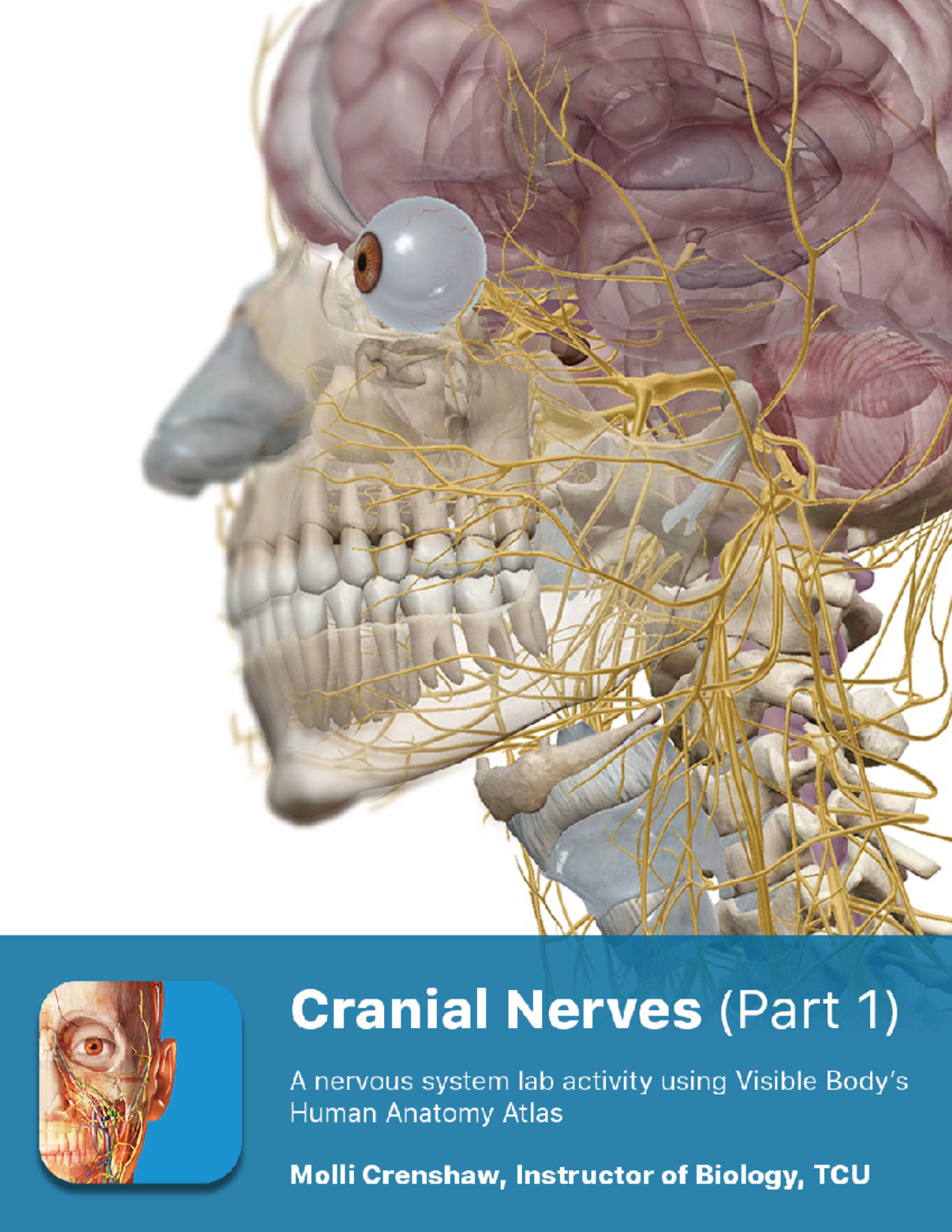 Cranial Nerves Lab Manual Part 1: Exercises for Nerves I-VI - Studocu