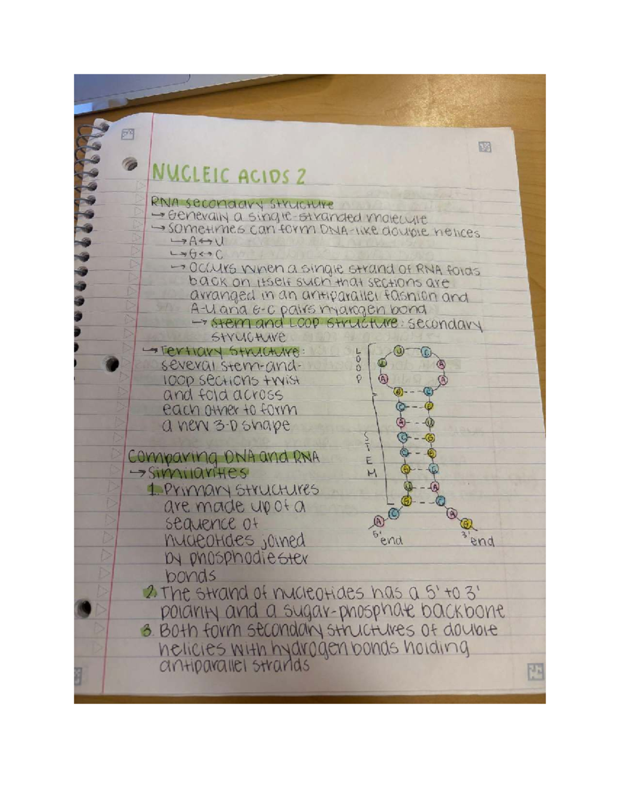 Bio Unit 2 - Part 2: Nucleic Acids & RNA Structure Study Notes - Studocu