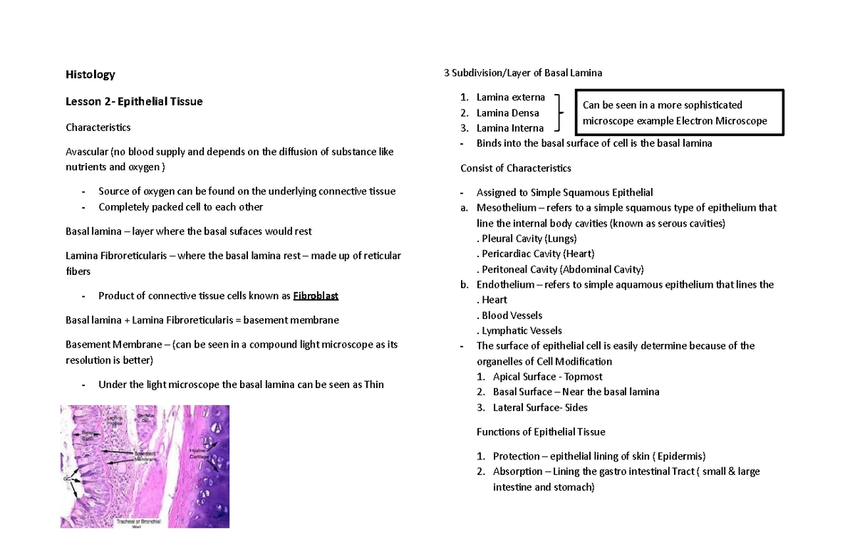 Lecture 6 Muscle Tissue - HUMAN HISTOLOGY (LECTURE) = 2 nd SEMESTER I S ...