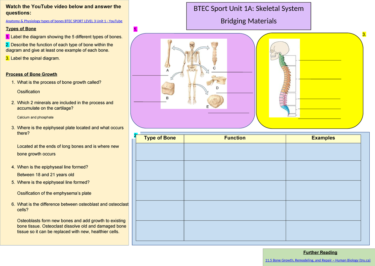 BTEC Sport L3 Unit 1A: Skeletal System & Bone Types Study Guide - Studocu