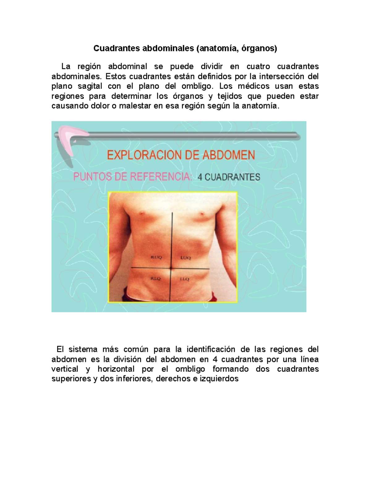 L-Cuadrantes abdominales (anatomía, órganos) - Cuadrantes abdominales ...