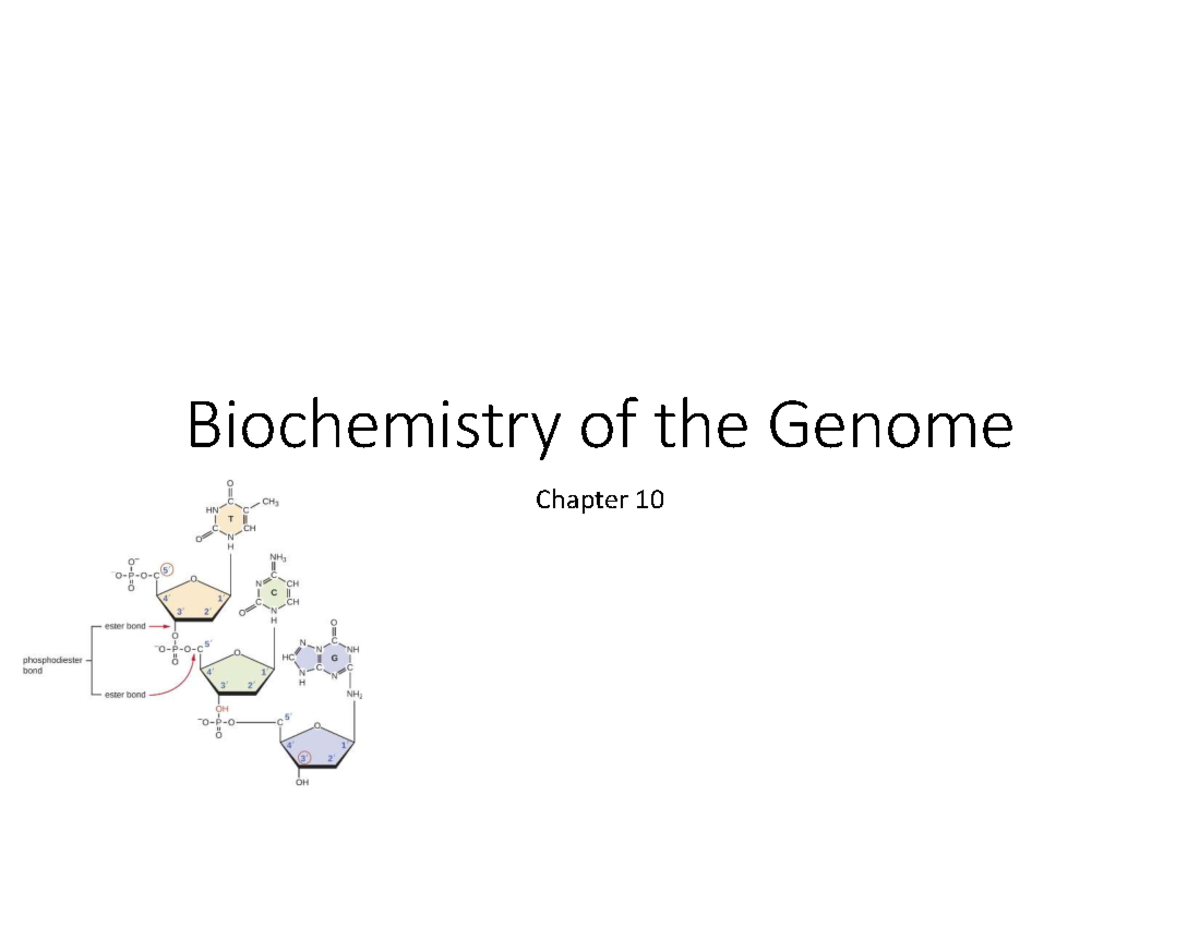 Biochemistry of the Genome: Chapter 10 - Genes, DNA & RNA Structure ...