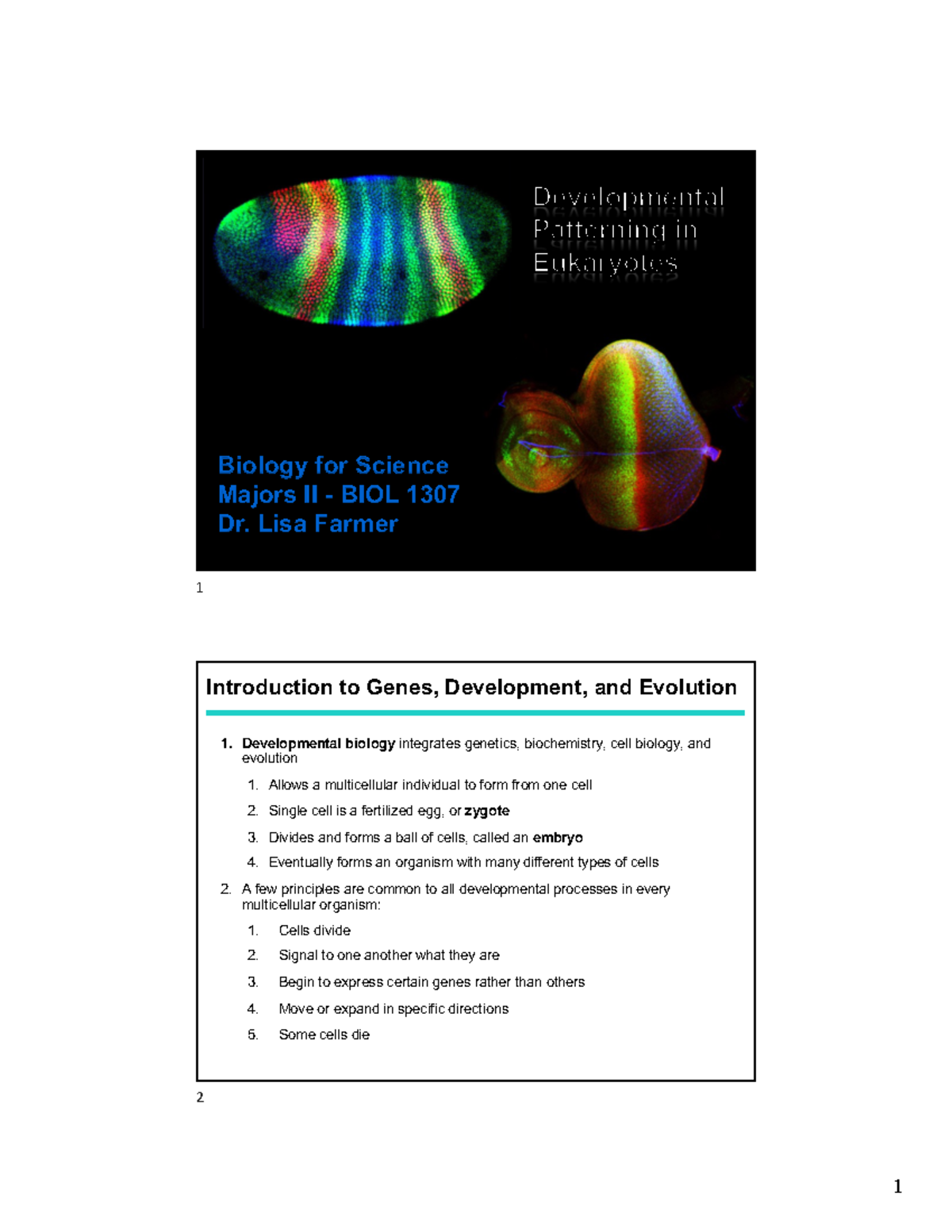 Lecture 13: Developmental Patterning in Eukaryotes - BIOL 1307 ...