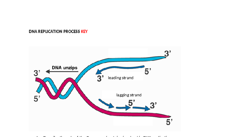 DNA Replication Process Key: Leading & Lagging Strand Explained - Studocu