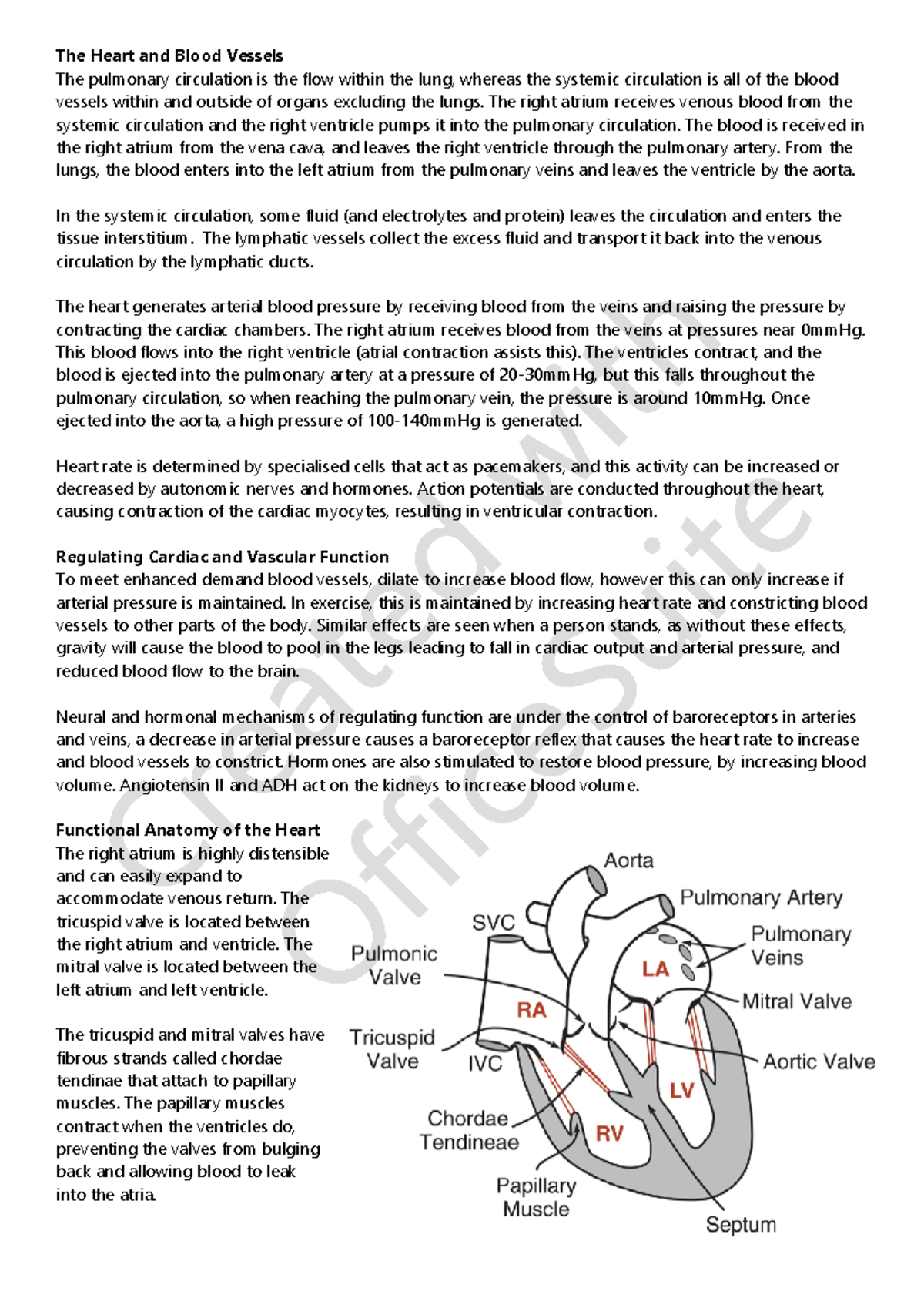 CVrS Revision pdf - The Heart and Blood Vessels The pulmonary ...