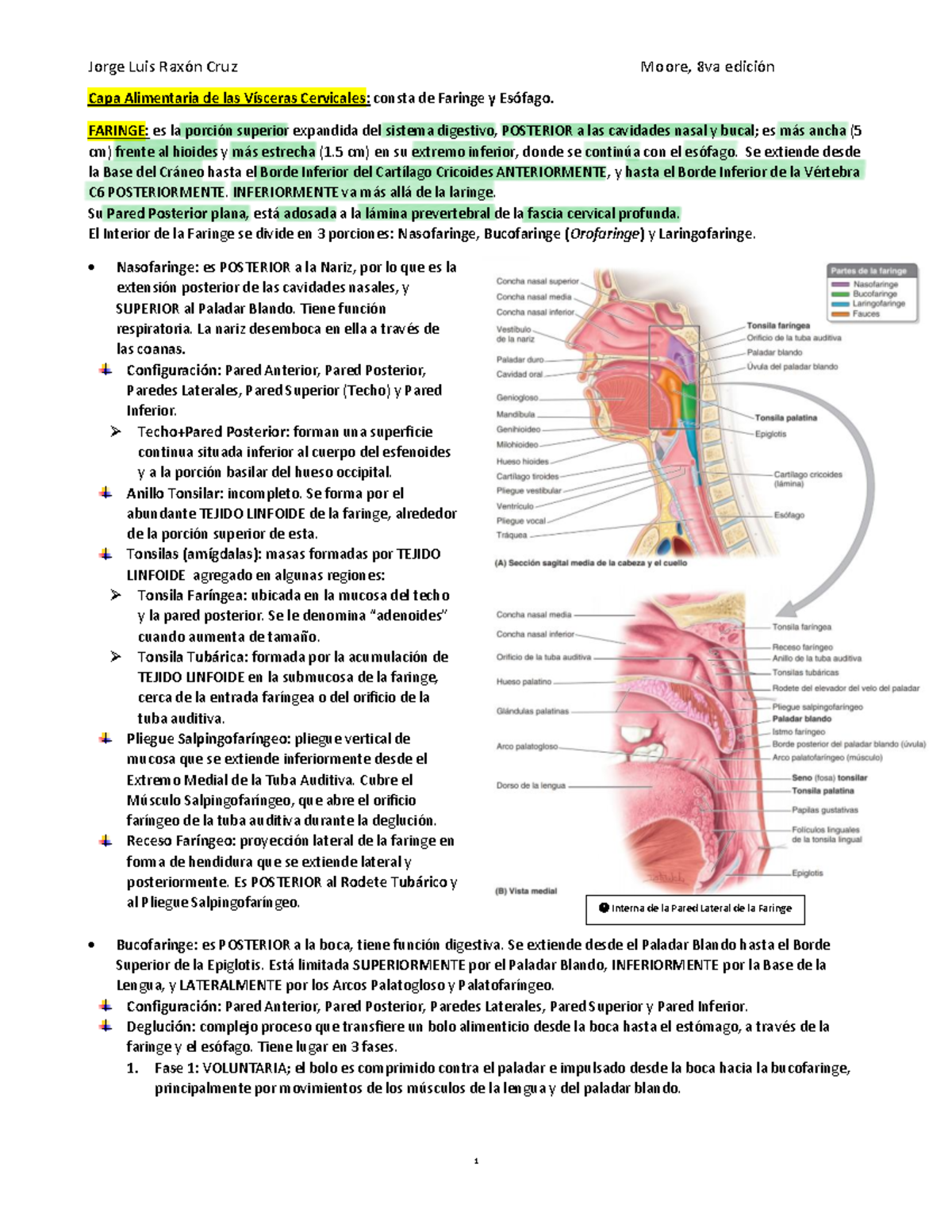 Anatomía y Función del Faringe, Esófago y Estómago en el Proceso ...
