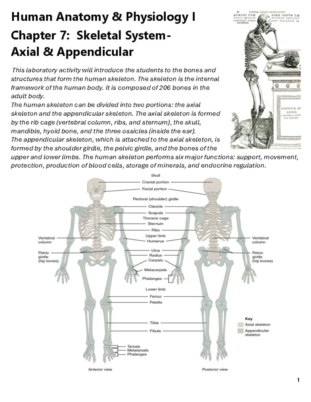 Human Anatomy & Physiology I Lab: Chapter 7 - Skeletal System Overview ...
