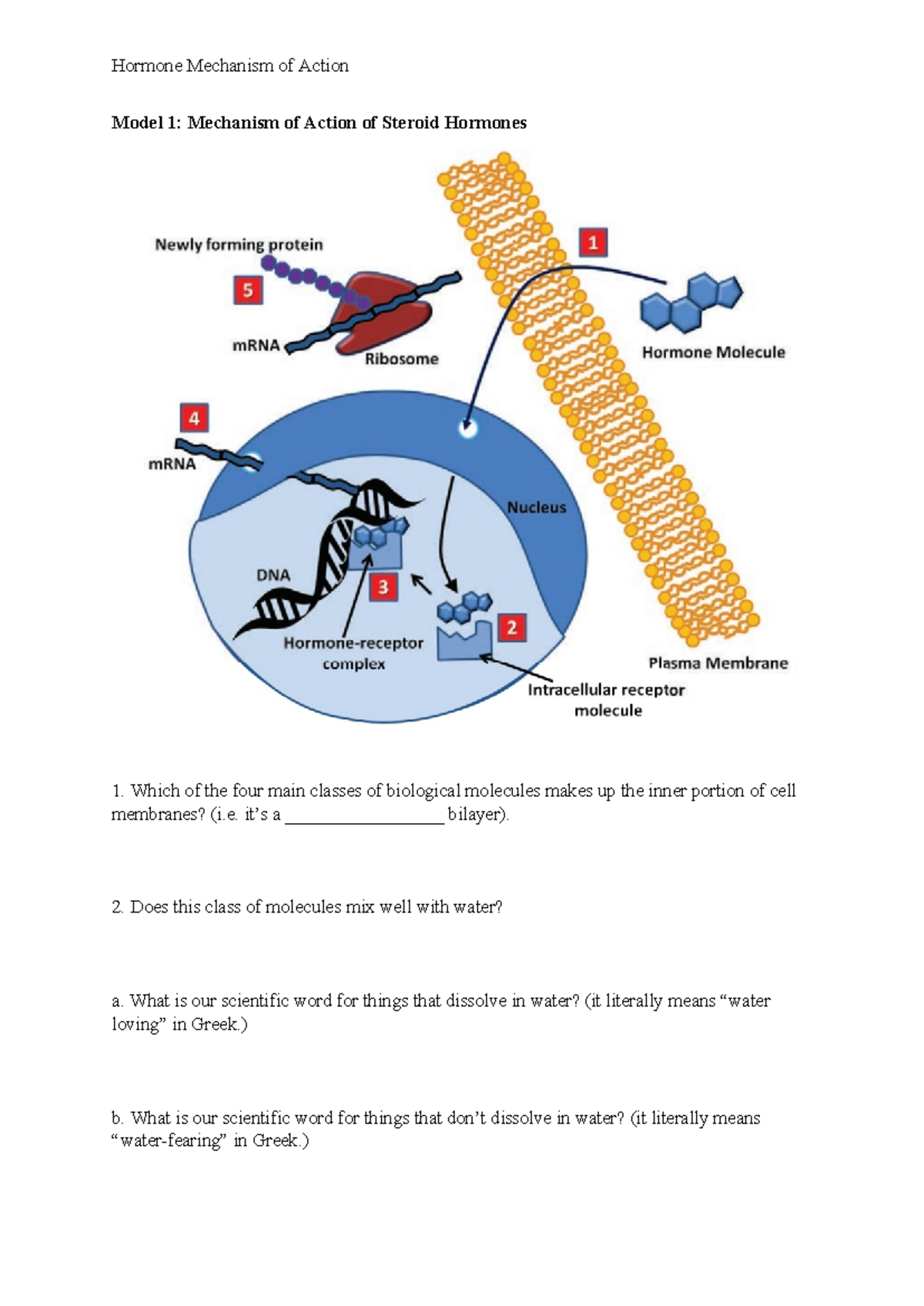 Pogil-Hormones as Messengers: Mechanisms of Steroid Action in Cells ...