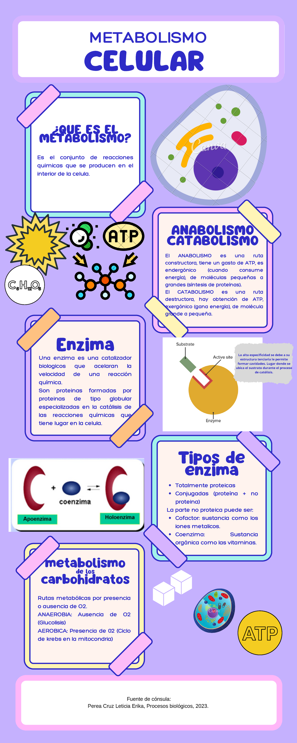 Infografía sobre el Metabolismo Celular - Procesos Biológicos 2023 ...