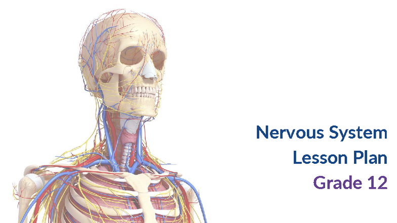 Nervous System Lesson Plan Overview for Grade 12 (Lecture Notes) - Studocu