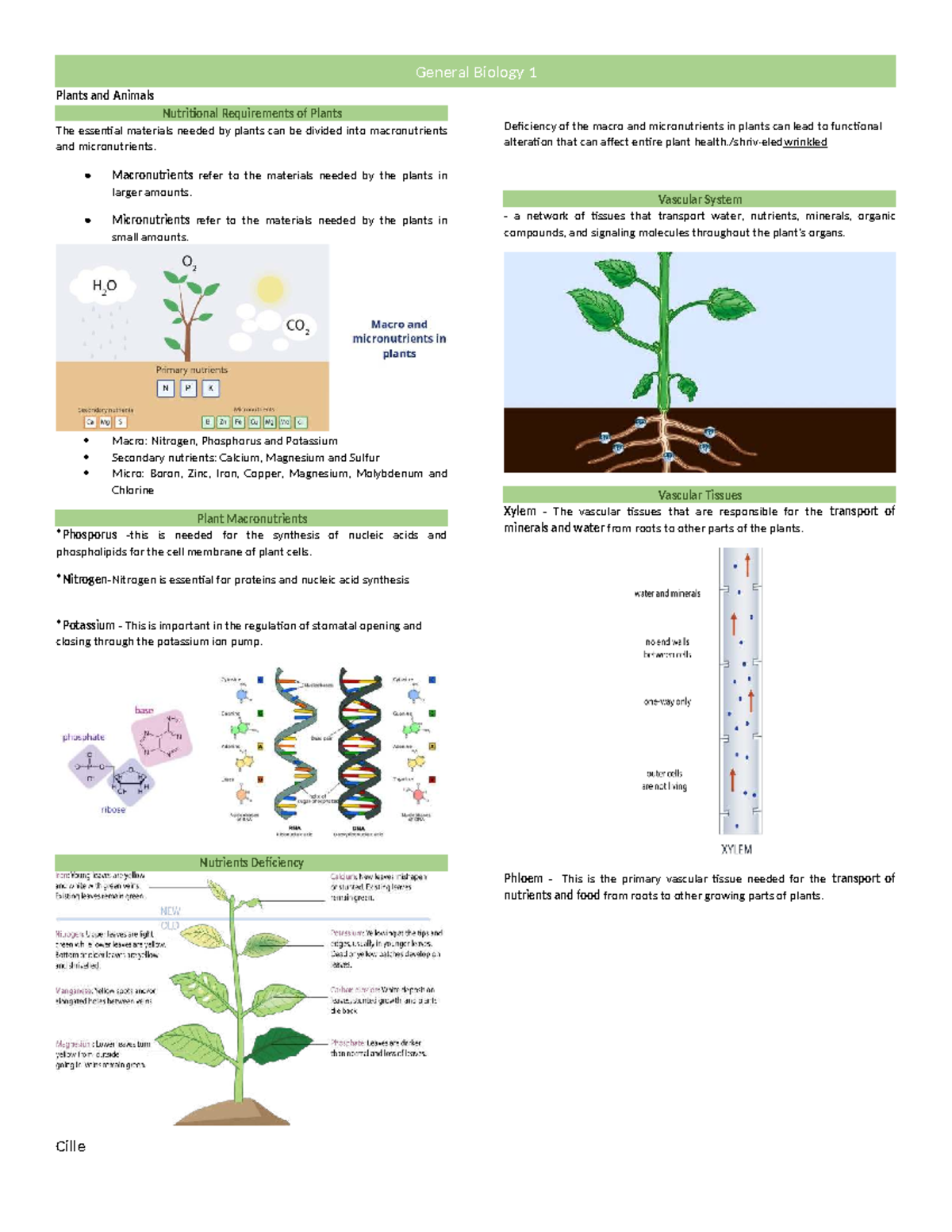 GEN-BIO-2 4TH Qtr Notes: Nutritional & Digestive Systems in Plants ...