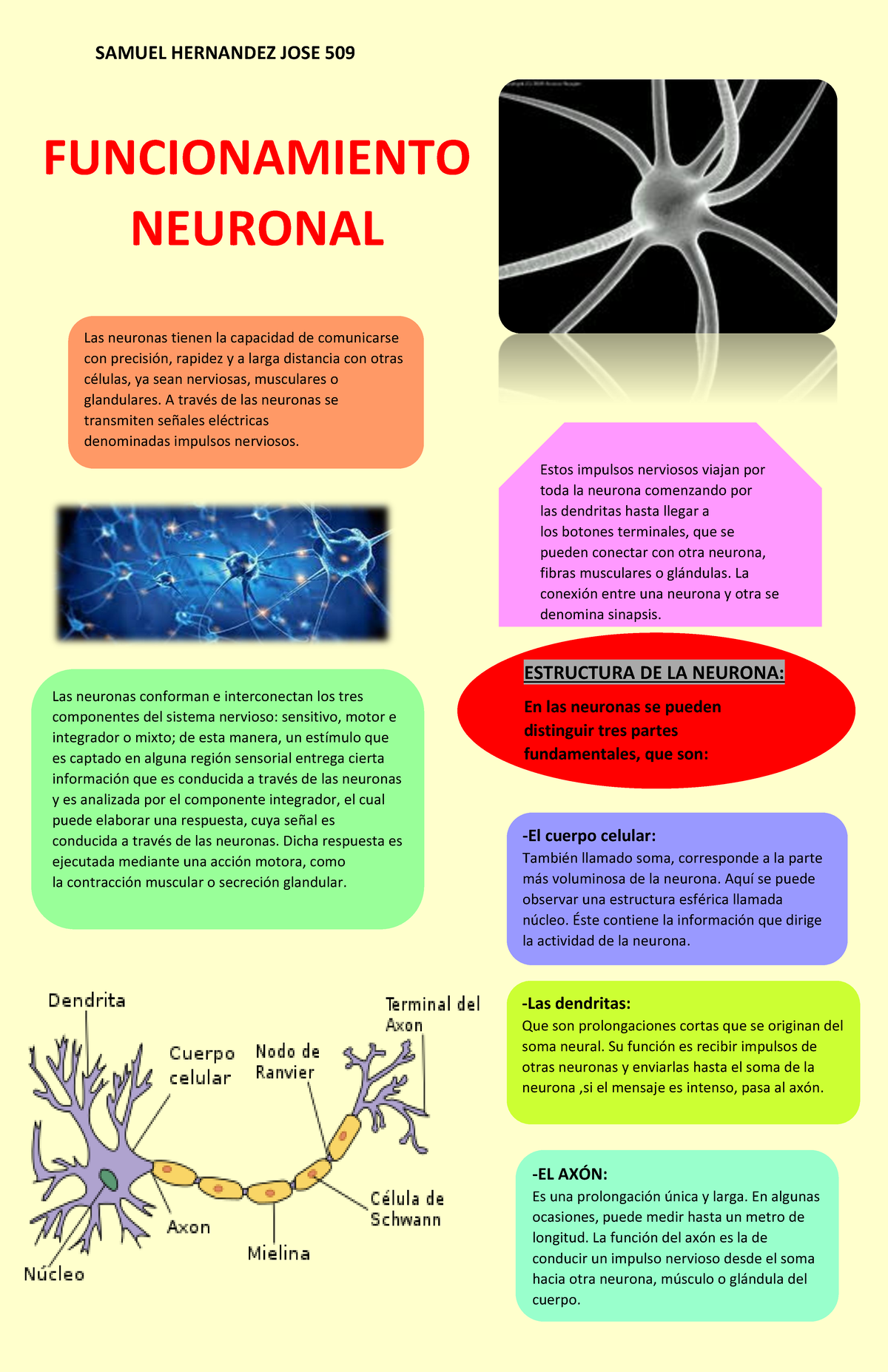 Infografía - Funcionamiento y Estructura Neuronal - Studocu