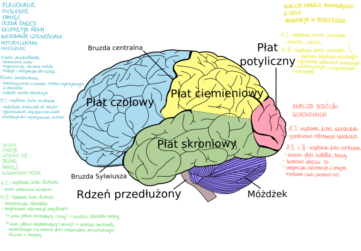 Płaty mózgu - funkcje - Biologiczne podstawy zachowania - Studocu