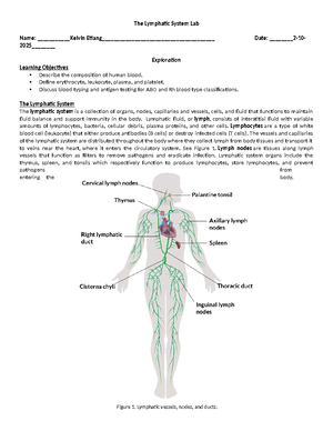 Comprehensive Guide to the Respiratory System: Structure and Functions ...