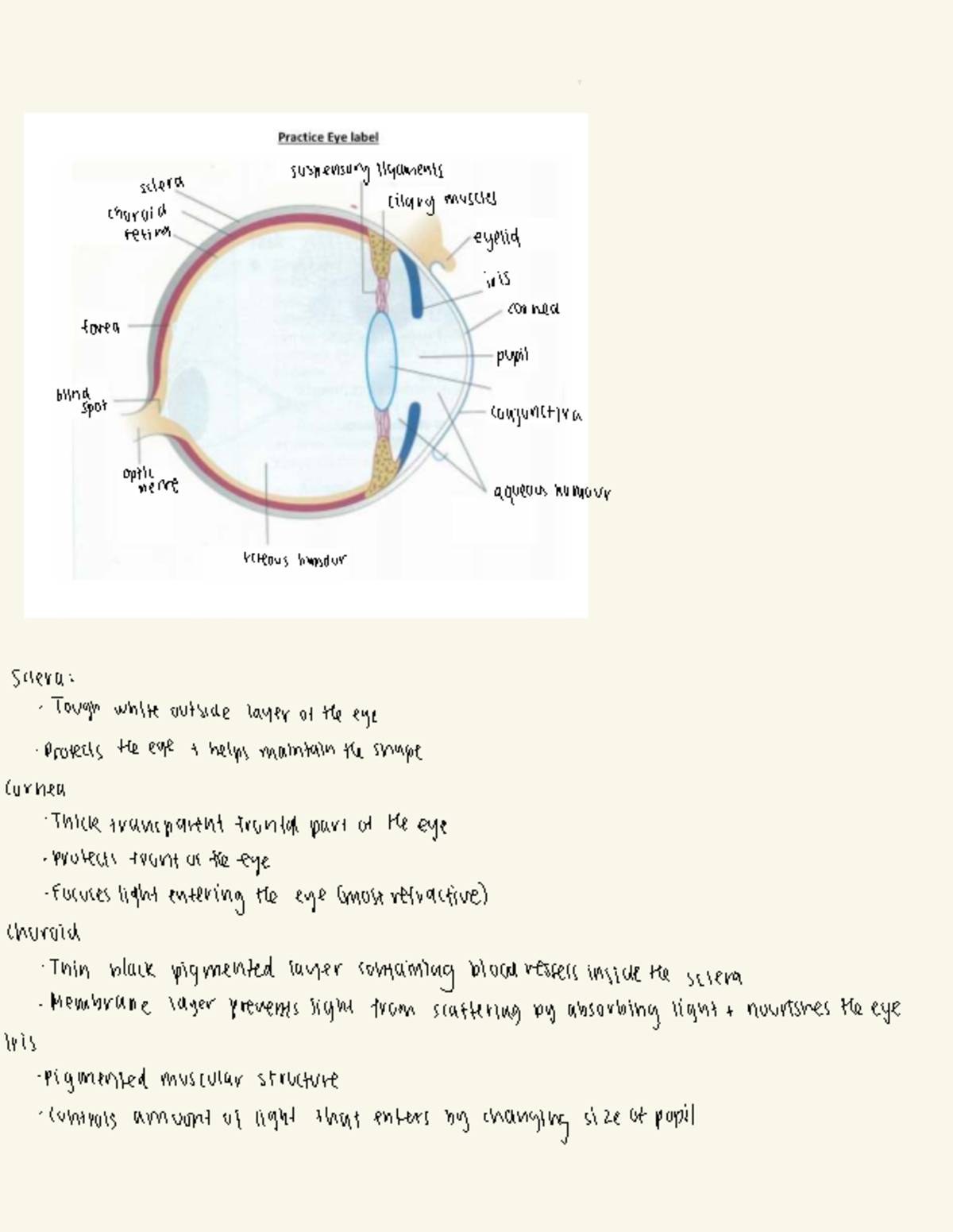 Bio Notes Mod 8: Eye Anatomy, Function, and Vision Disorders - Studocu
