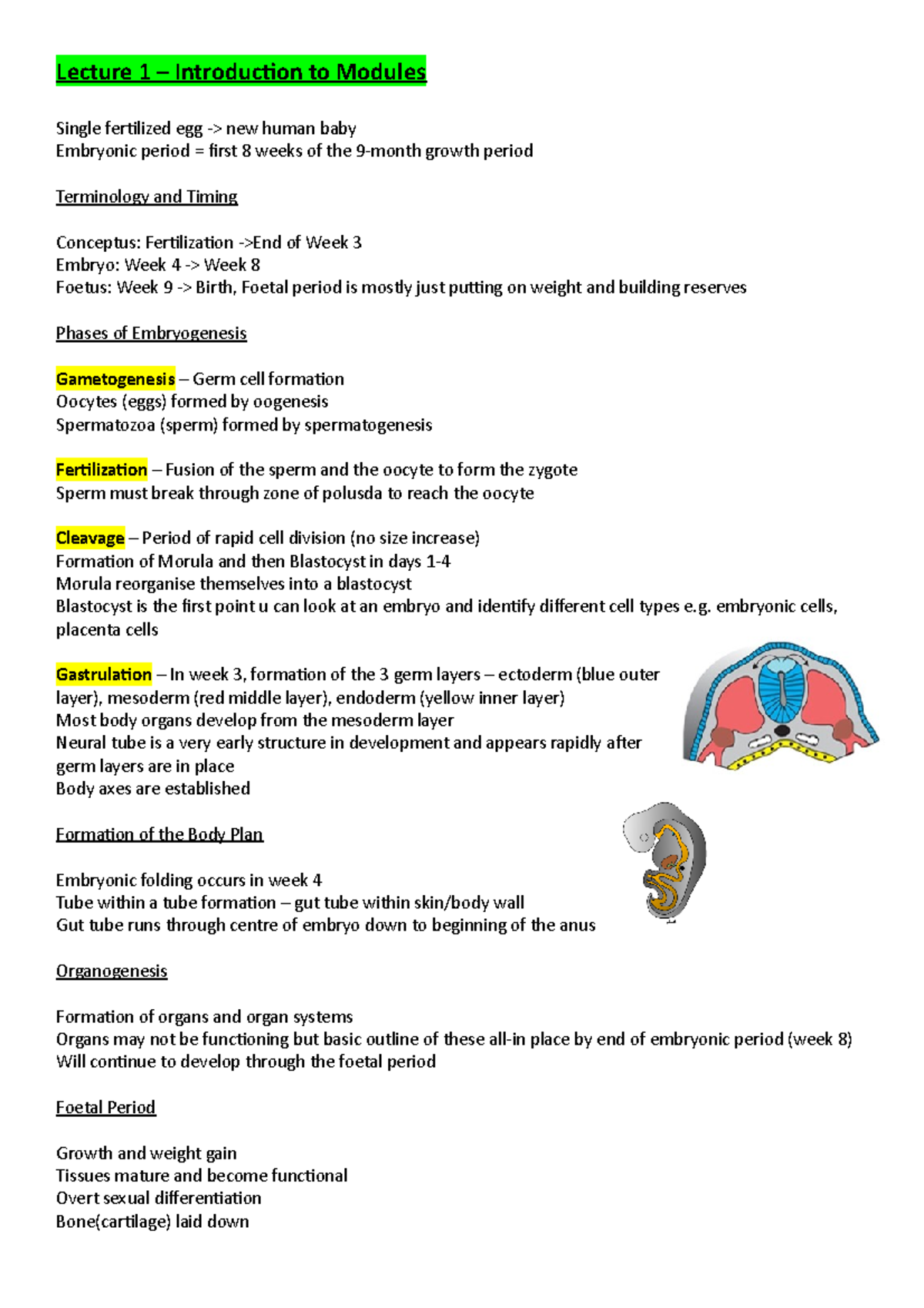 Embryology 101: Detailed Lecture Notes and Key Concepts - Studocu