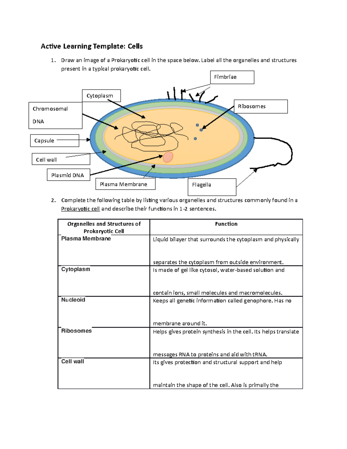 Prokaryotic & Eukaryotic Cells: Key Organelle Functions - Essay - Studocu