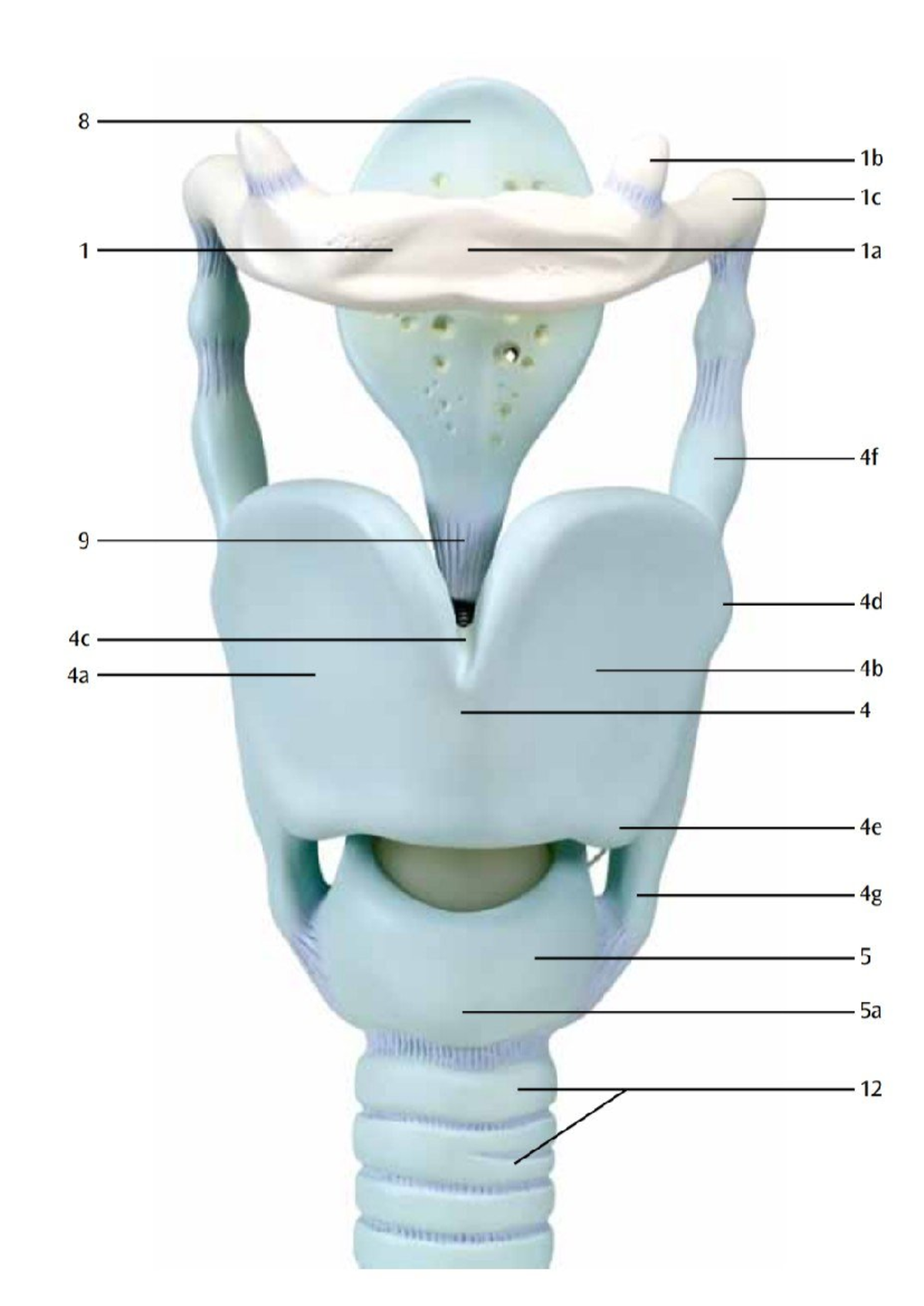 Functional Larynx Model 3B - MBBS - 8 1b 1c 1 1a 4f 9 4d 4c 4a 4b 4 4e ...