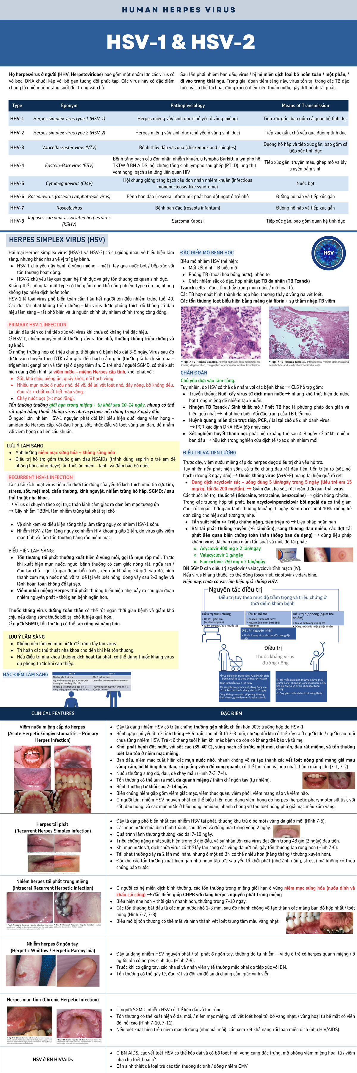 HUMAN HERPES: Nhiễm Virus và Biểu Hiện Lâm Sàng (HHV) - Studocu