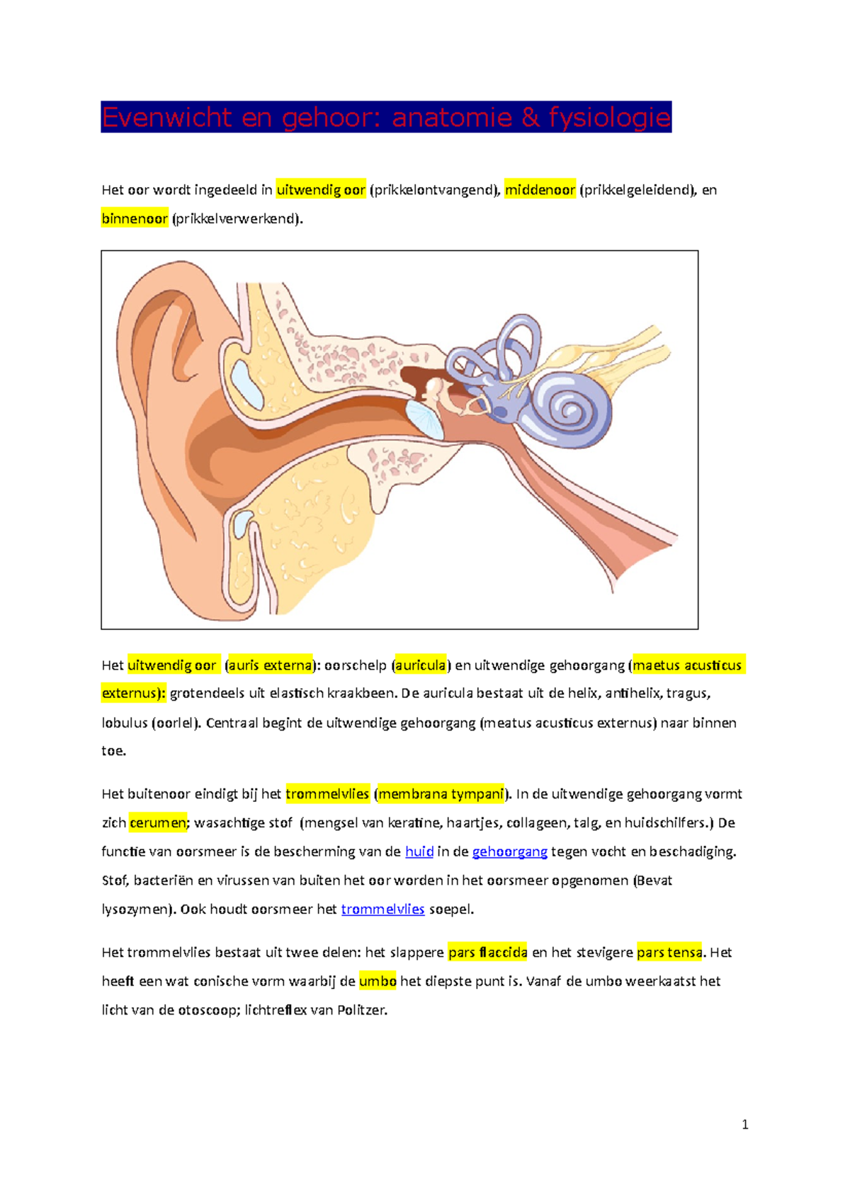 Anatomie Van Het Uitwendige Oor Diagram