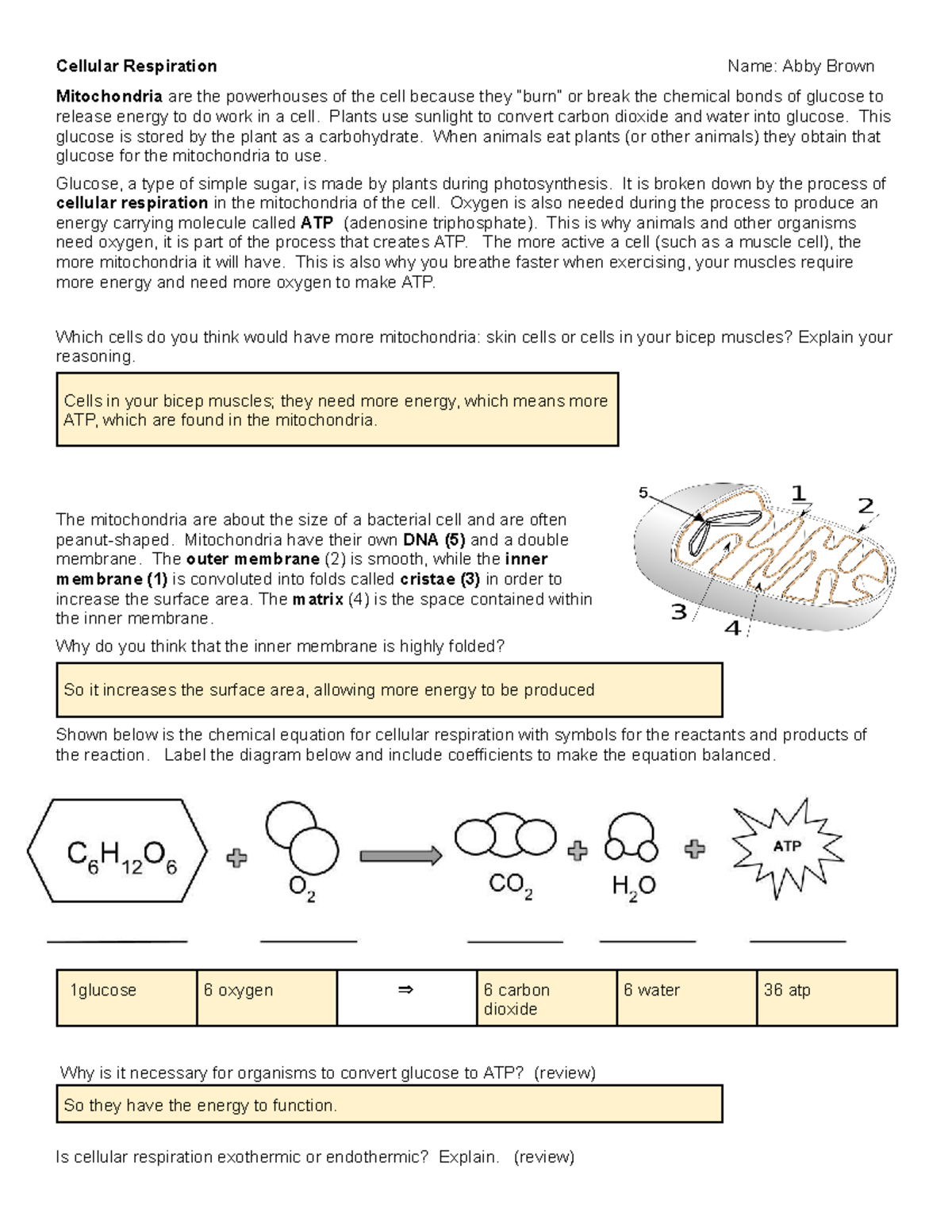 Cellular Respiration Rate Virtual Lab Analysis (Bio 101) - Studocu