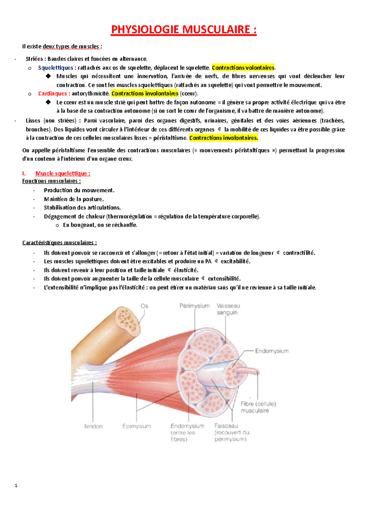 Physiologie musculaire : Types, Structure et Mécanismes de Contraction ...