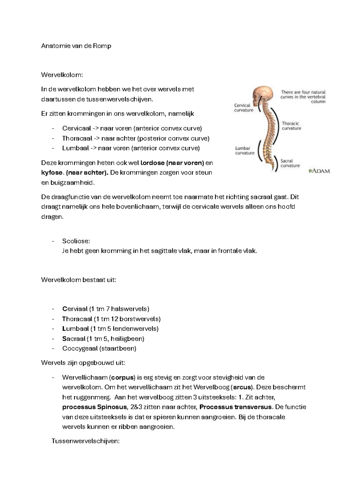 Anatomie van de Romp: Wervelkolom en Rugspieren Overzicht - Studeersnel