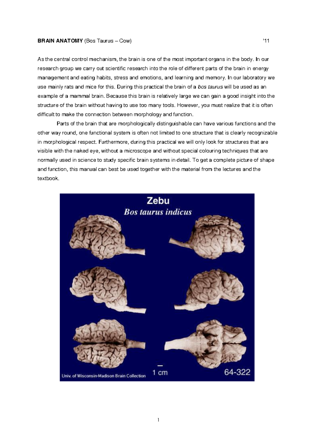 Brain Anatomy Practical Manual - Bos Taurus (Cow) 2019 - Studeersnel