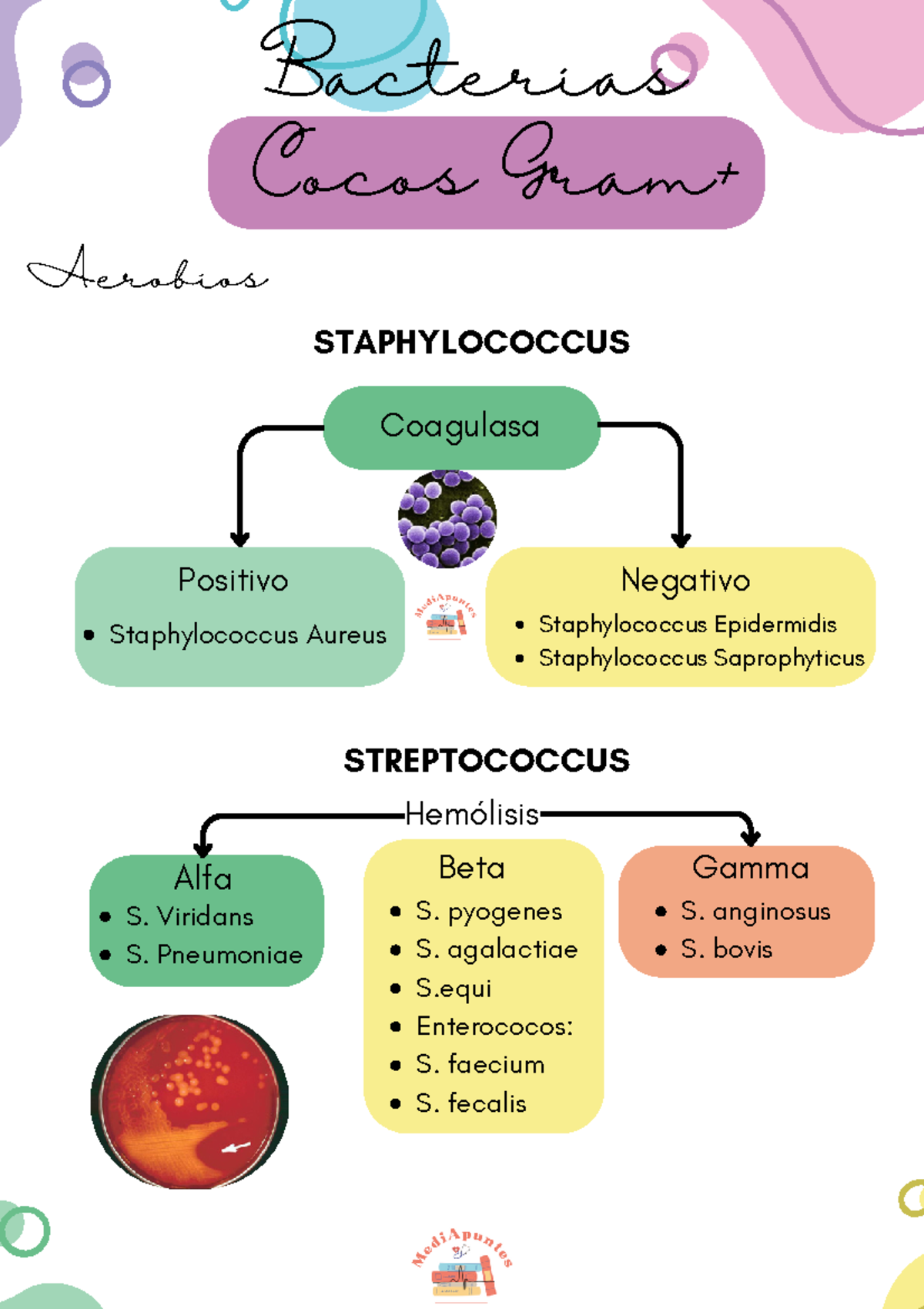 Antibióticos - Práctico de Bacterias Gram+ y Gram- - Studocu