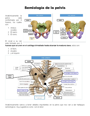 Anatomia de pelvis y sacro - OSTEOLOGÍA PELVIS ÓSEA O ANILLO PELVIANO ...