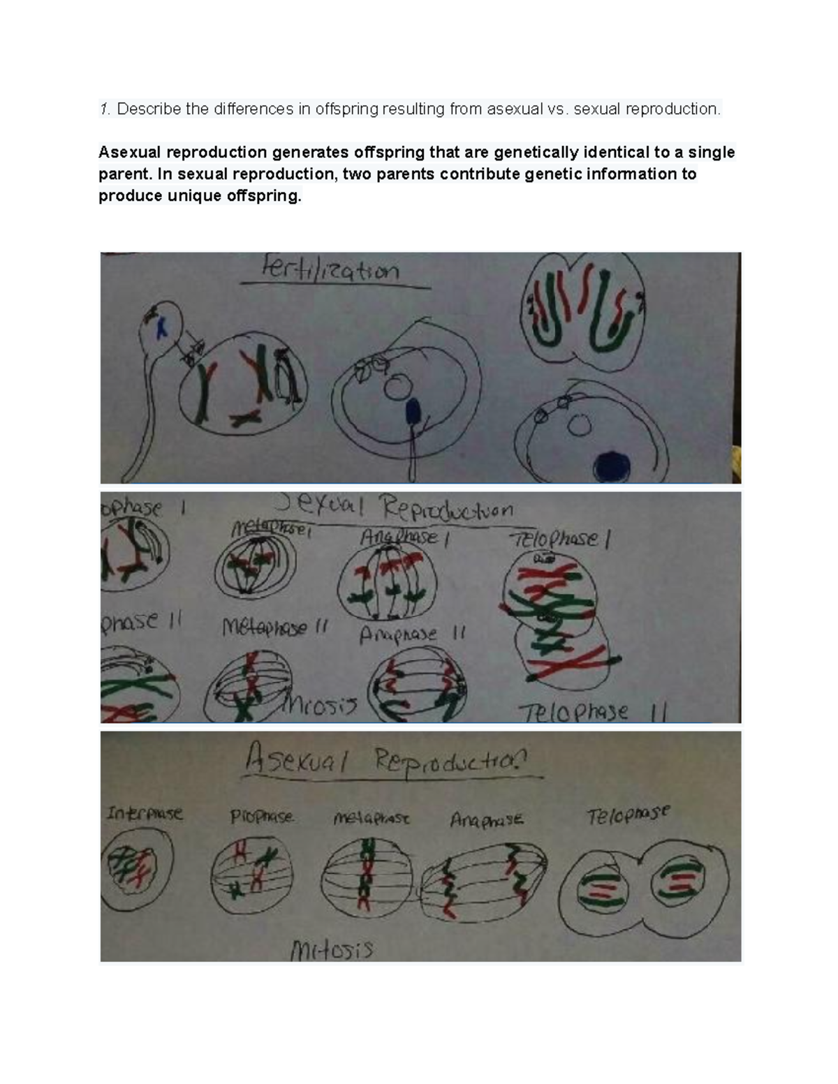 Asexual & Sexual Reproduction - Describe the differences in offspring ...
