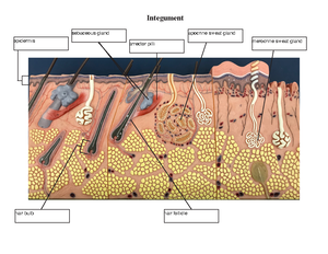 Circulatory System gizmo worksheet - Student Exploration: Circulatory ...