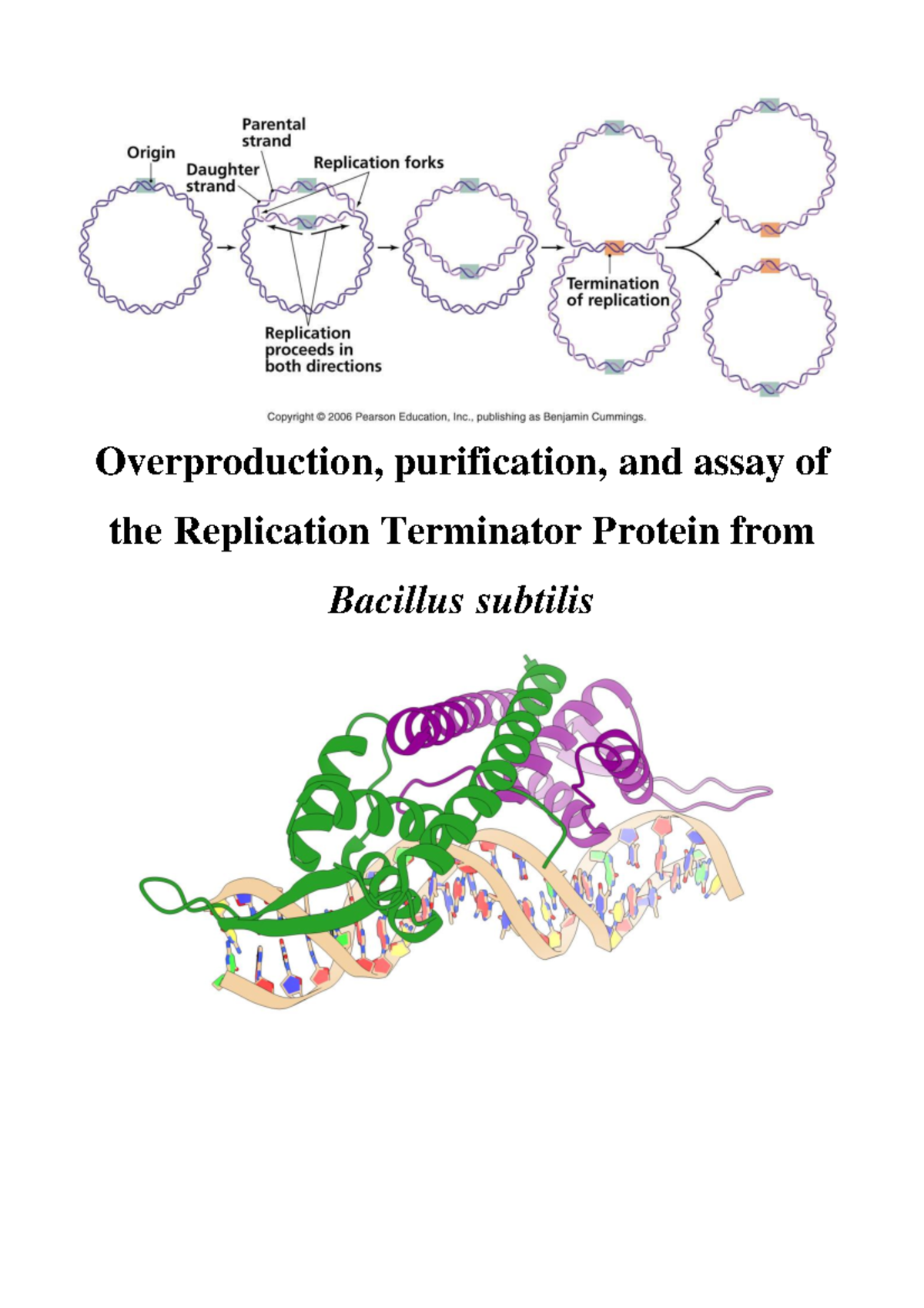 BIOL3001 - Lab Manual for Overproduction and Assay of RTP in B ...