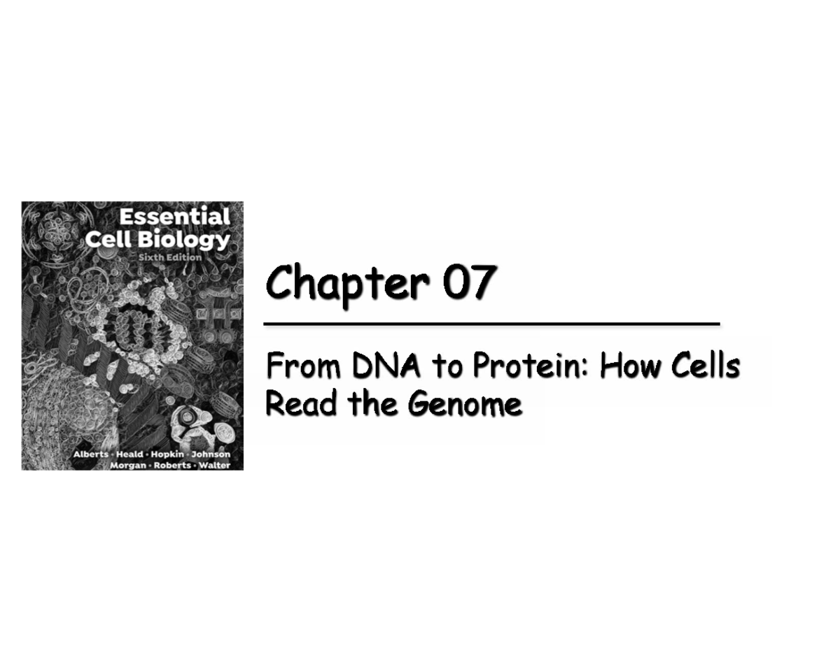 Final Exam Study Guide: Chapter 07 - From DNA to Protein - Studocu